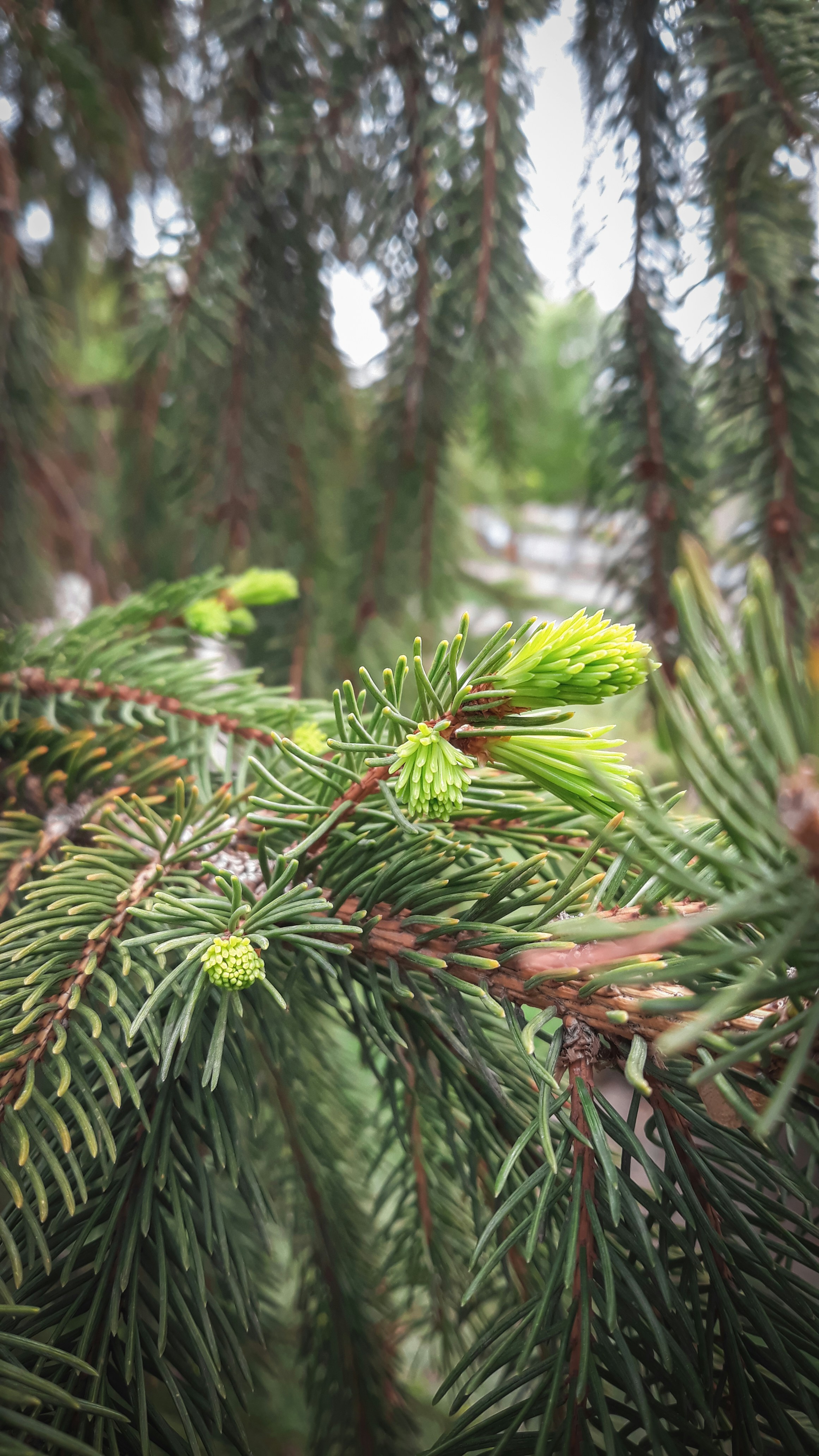 New green buds sprouting from evergreen branches, showcasing the renewal of life in nature.