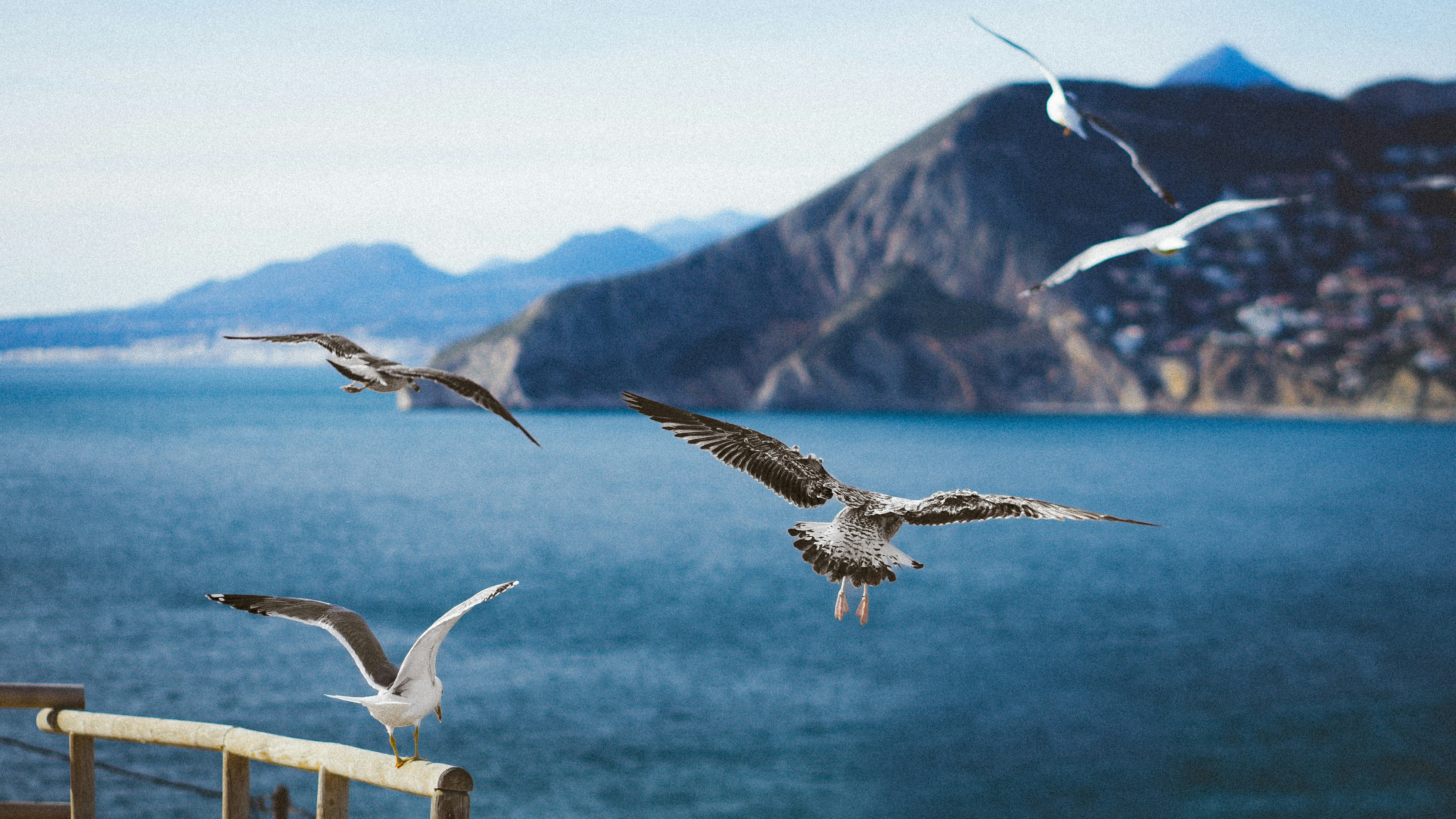 birds flying over water