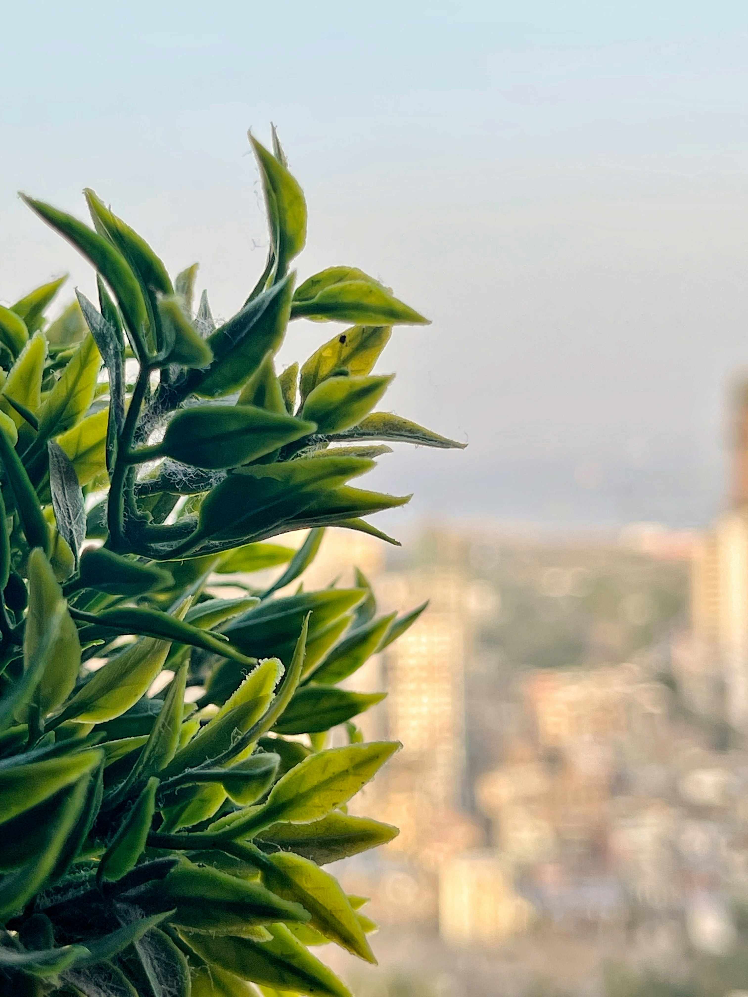 An incredibly detailed portrait of the plant was shot using a mobile phone. 