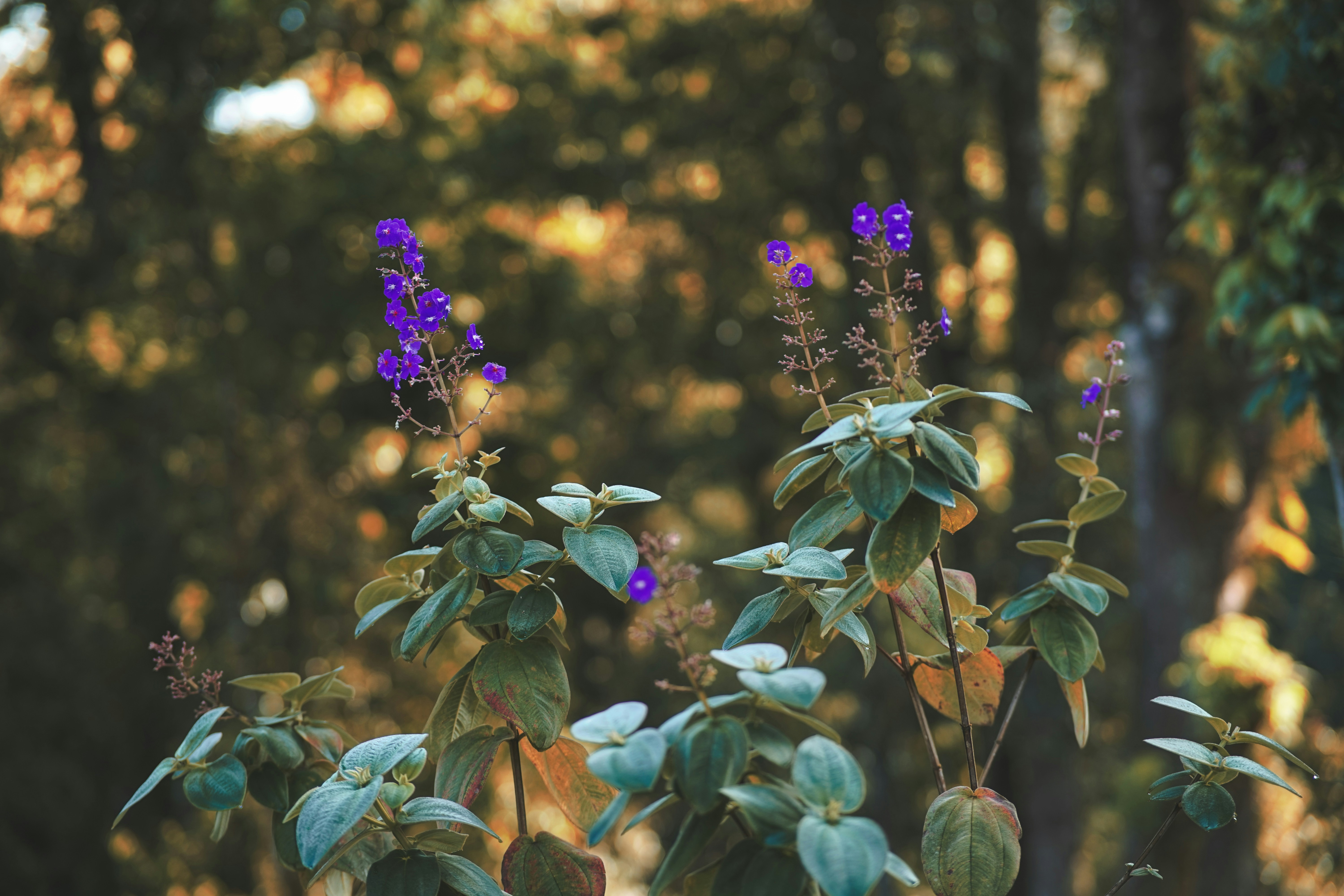 Purple Spires in a Golden-Backlit Garden