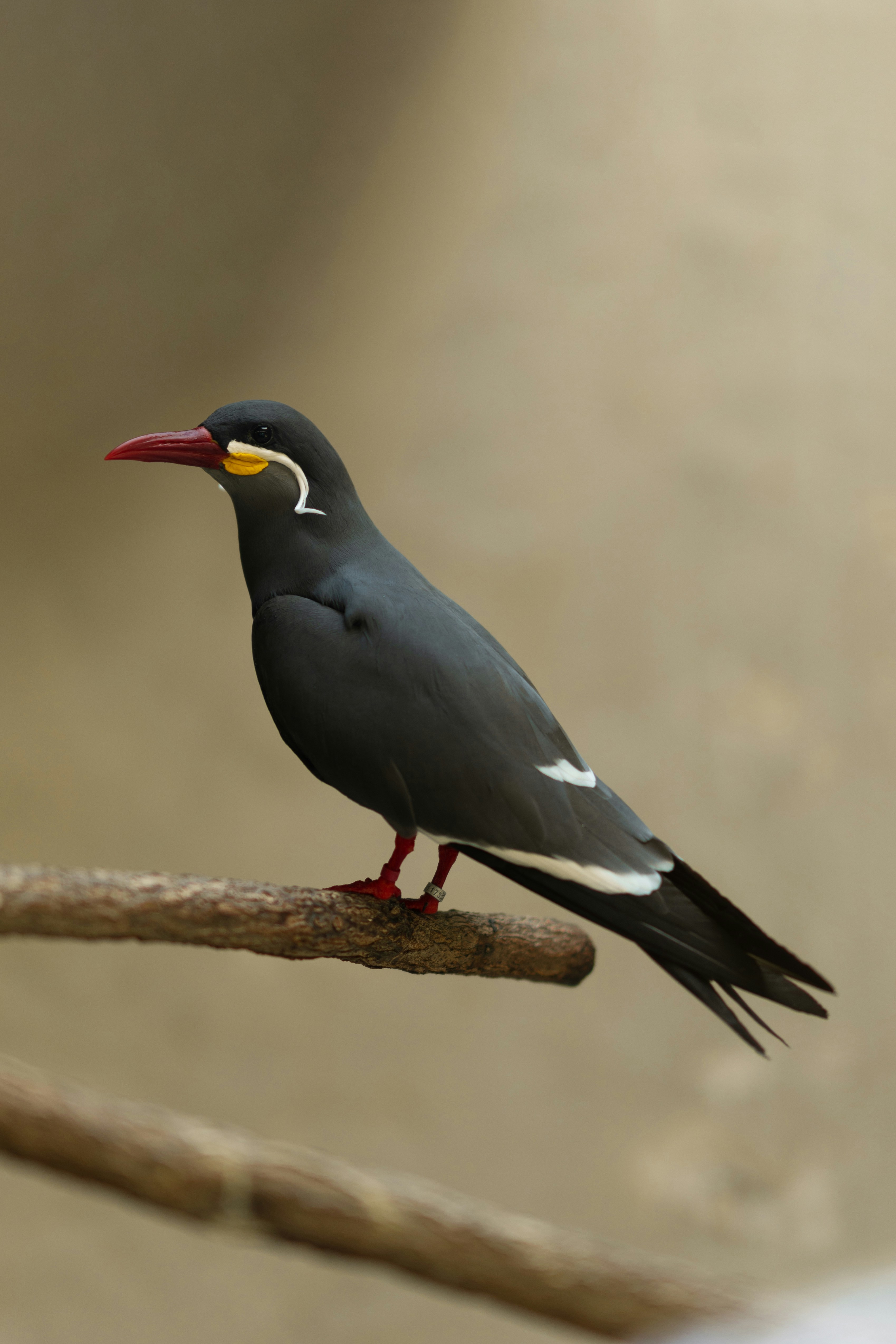 Inca Tern perched on a branch, showcasing its distinctive red beak and unique facial markings against a muted background.