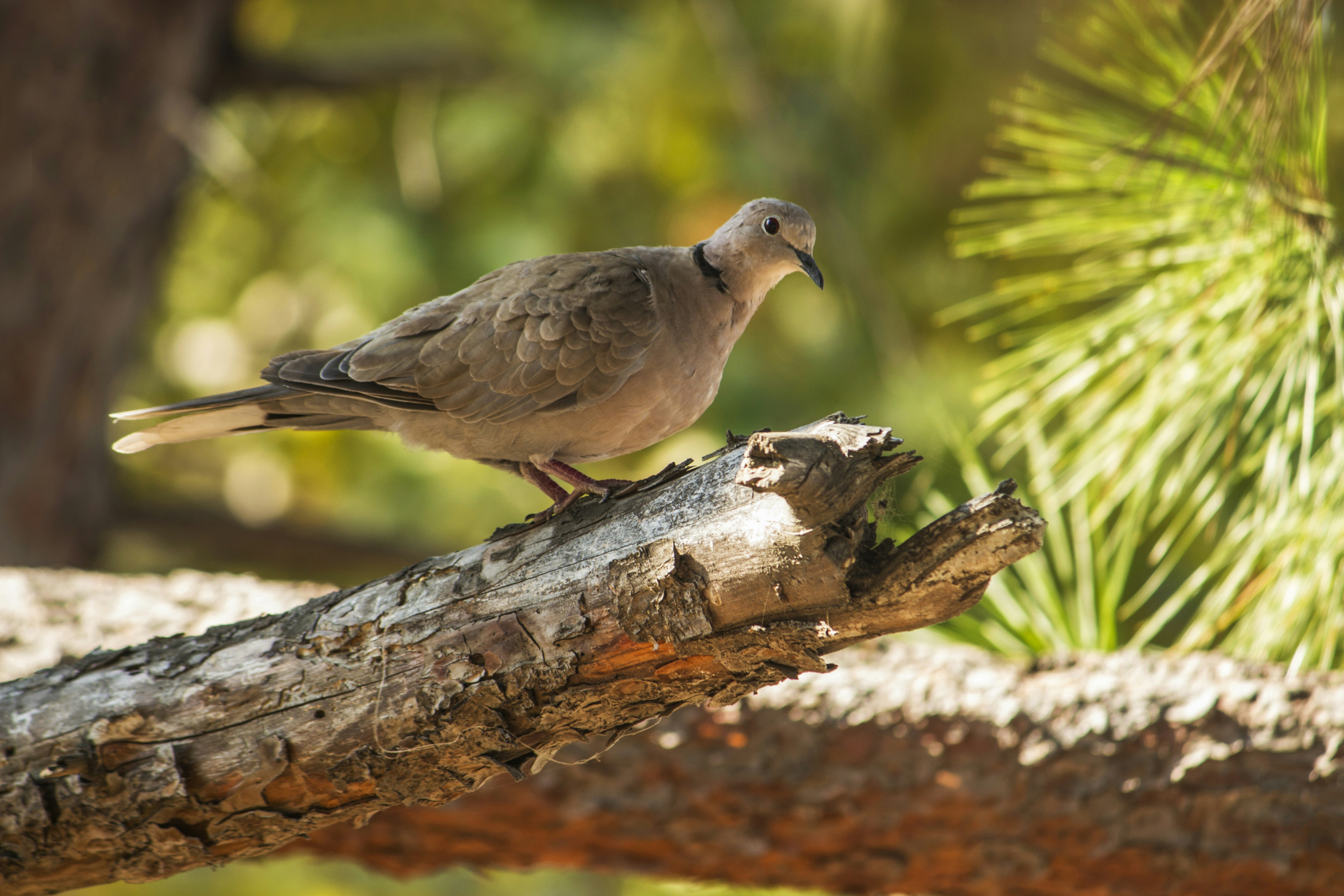 Dove perches on sun-warmed branch amid dappled forest light