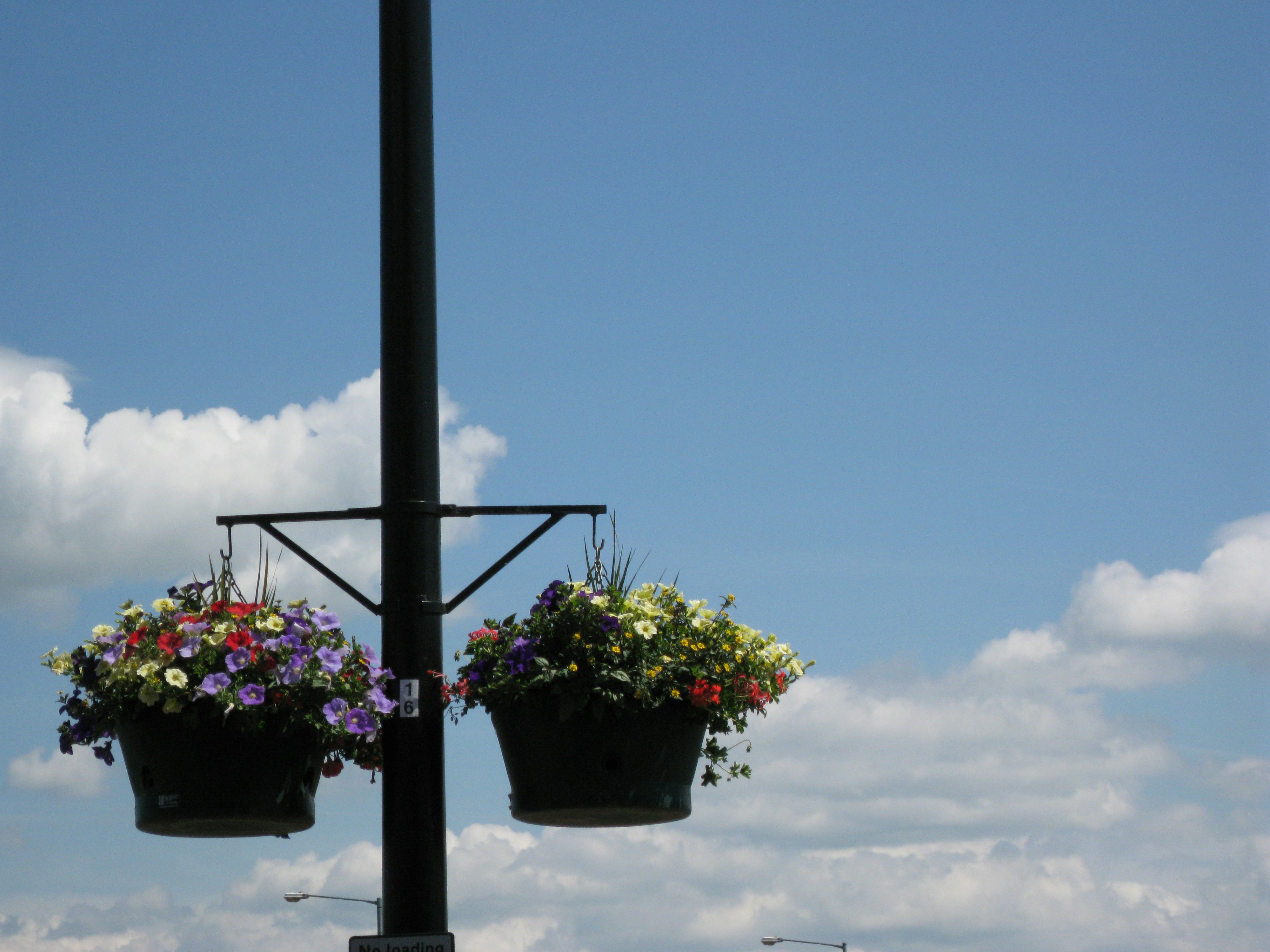 A couple of potted plants on a pole photo – Free Lamp post Image on ...