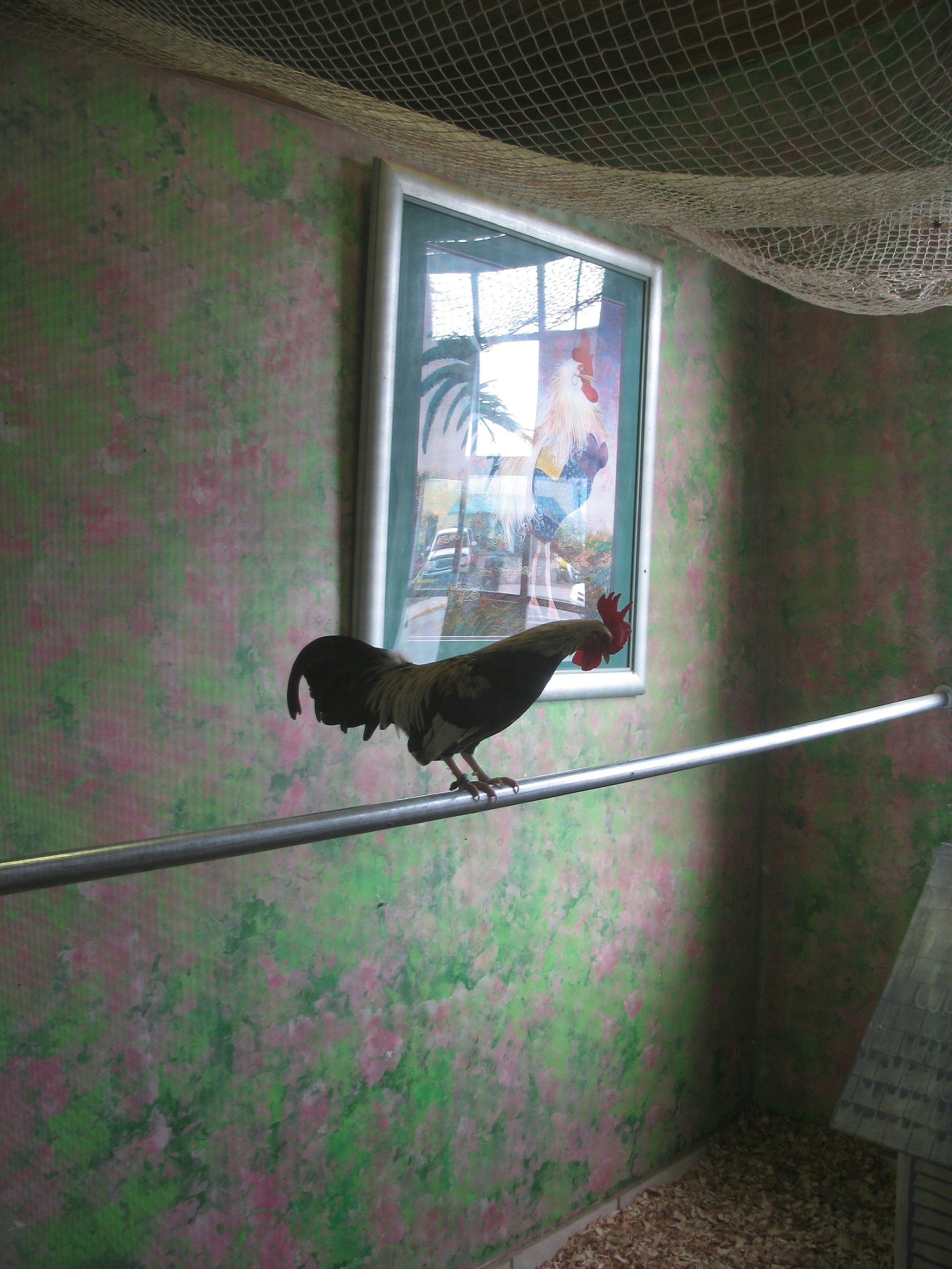 A rooster balances on a metal rod in a vibrant room adorned with a framed artwork of chickens. The walls are painted in a lively green and pink pattern.