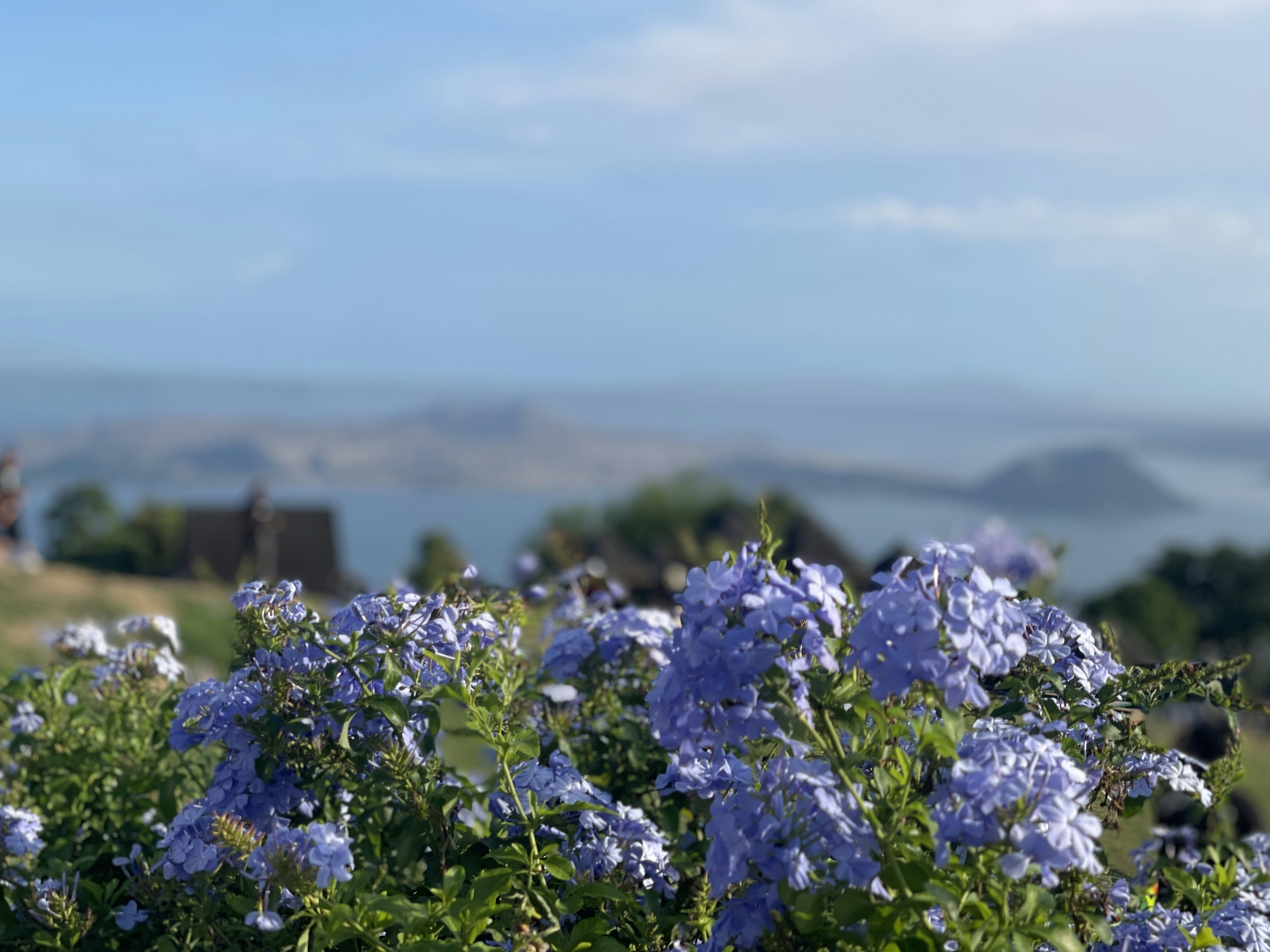 Lavender Blooms Overlook the Bay