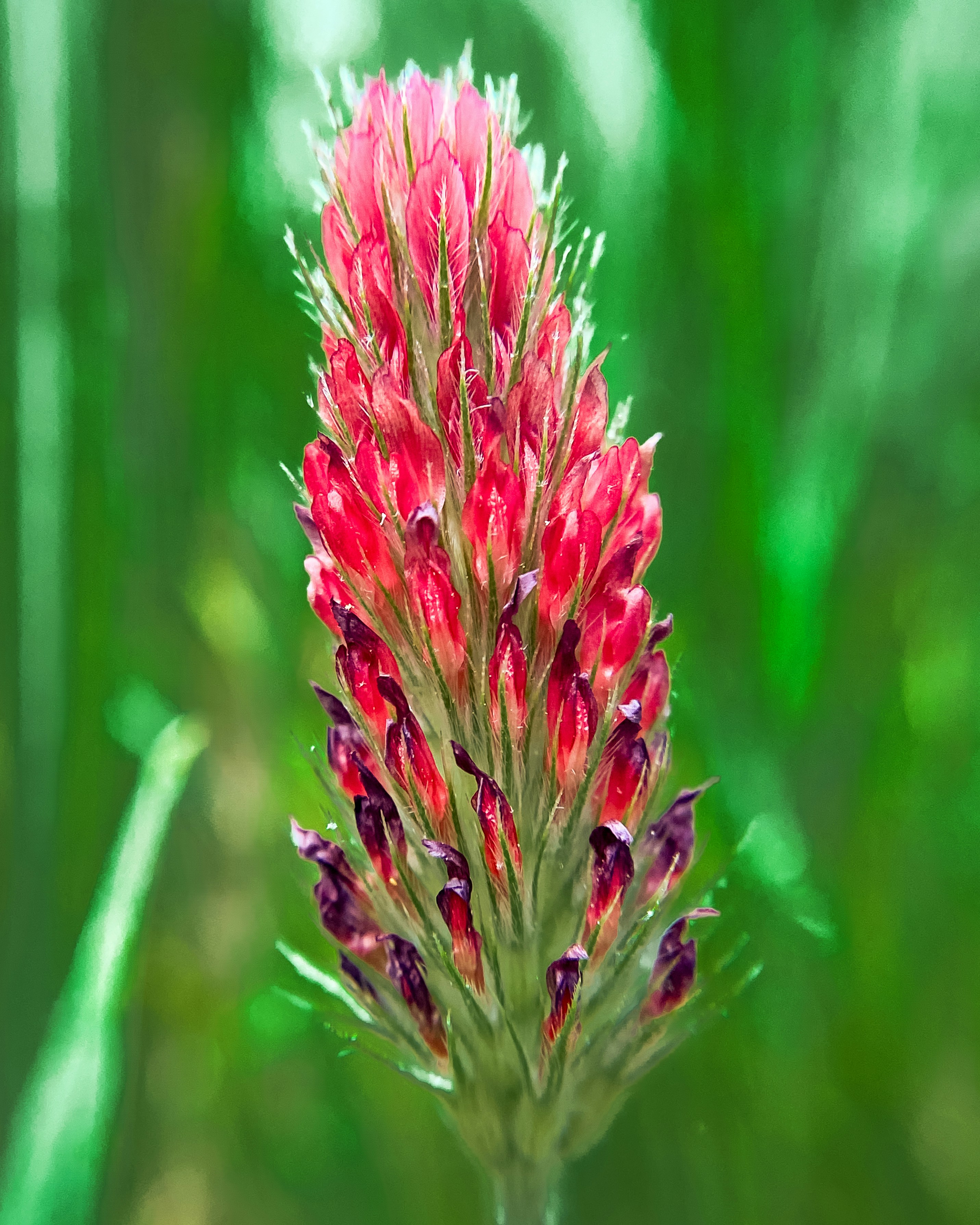 Crimson Crown: macro portrait of a pink grass inflorescence