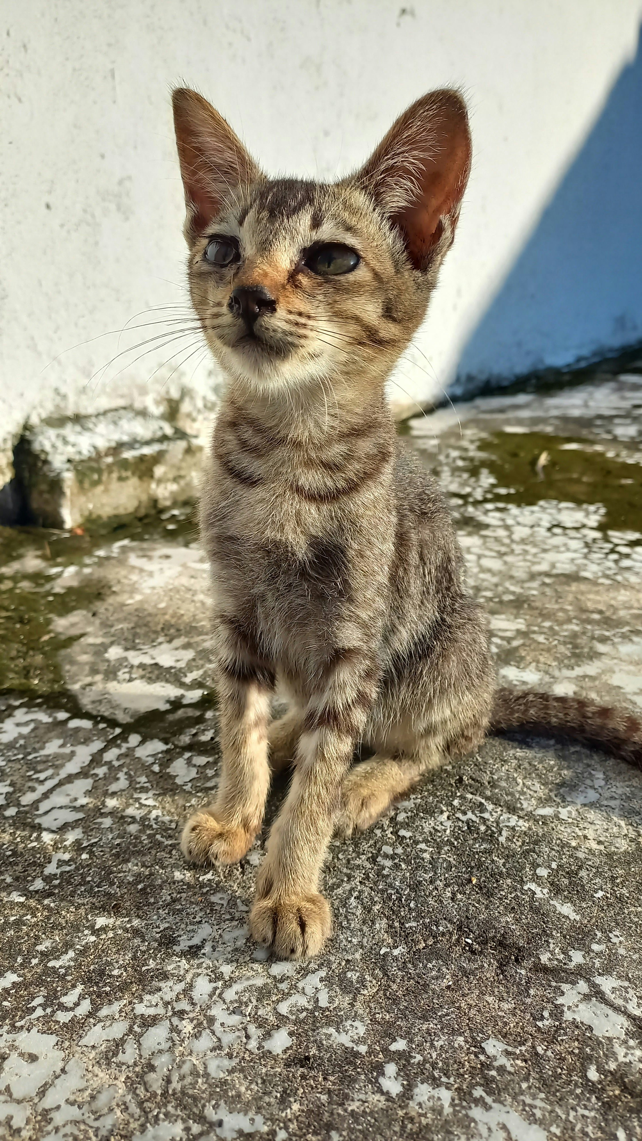 Whiskered Scout on Sun-Burnished Stone
