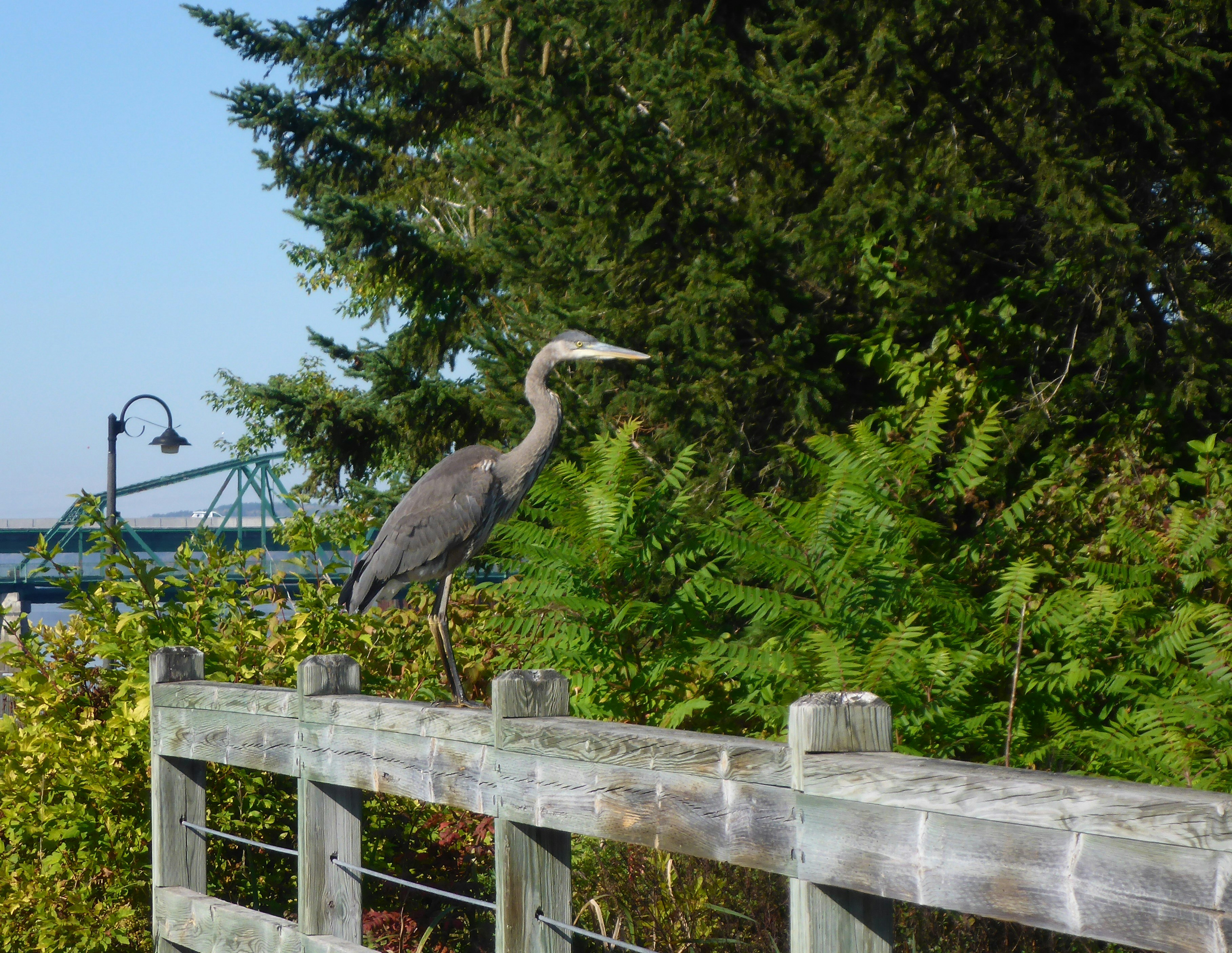 Great blue heron perched on a wooden railing surrounded by lush greenery and a distant bridge. 