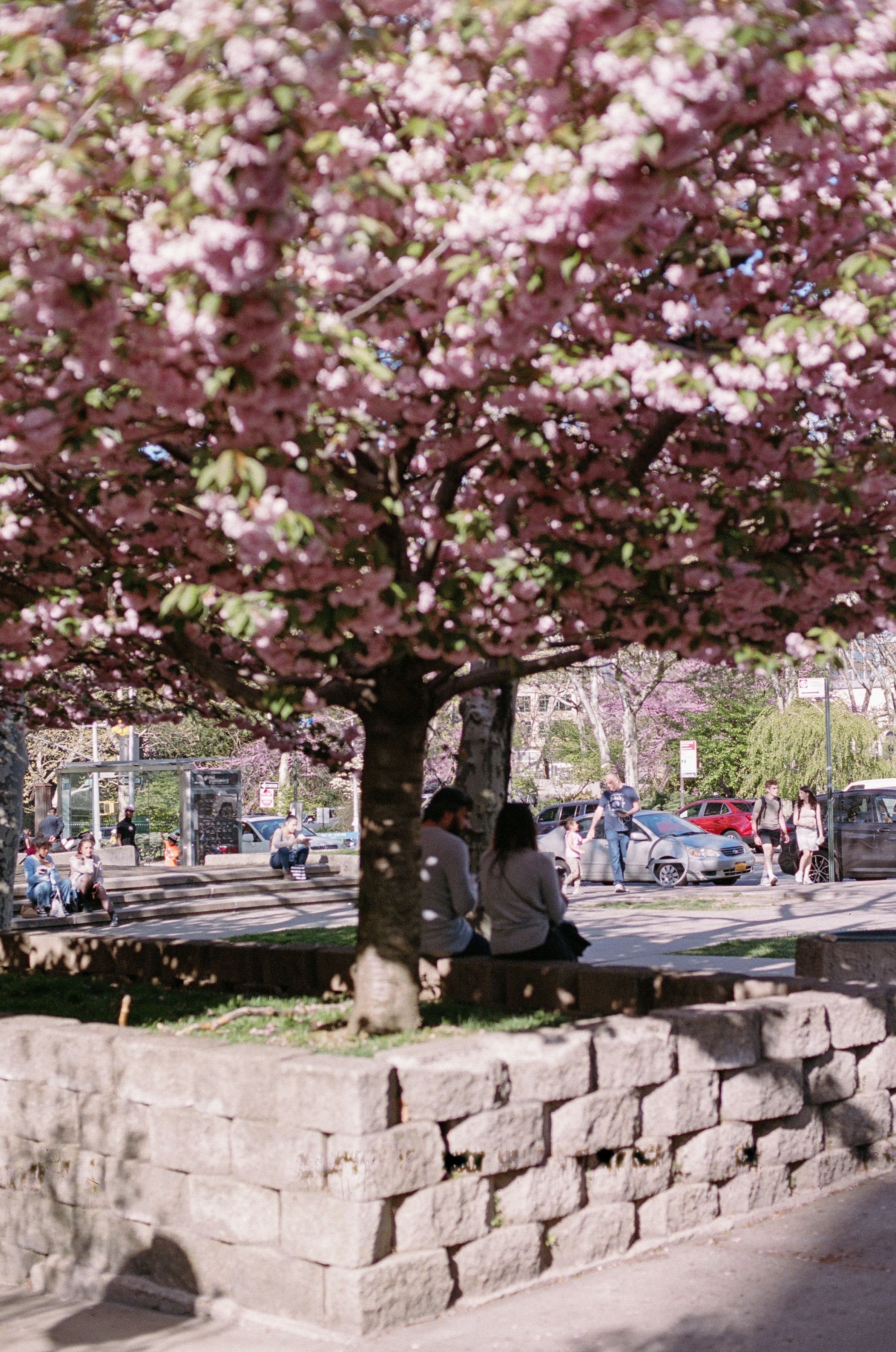 A tree with pink flowers photo – Free Person Image on Unsplash