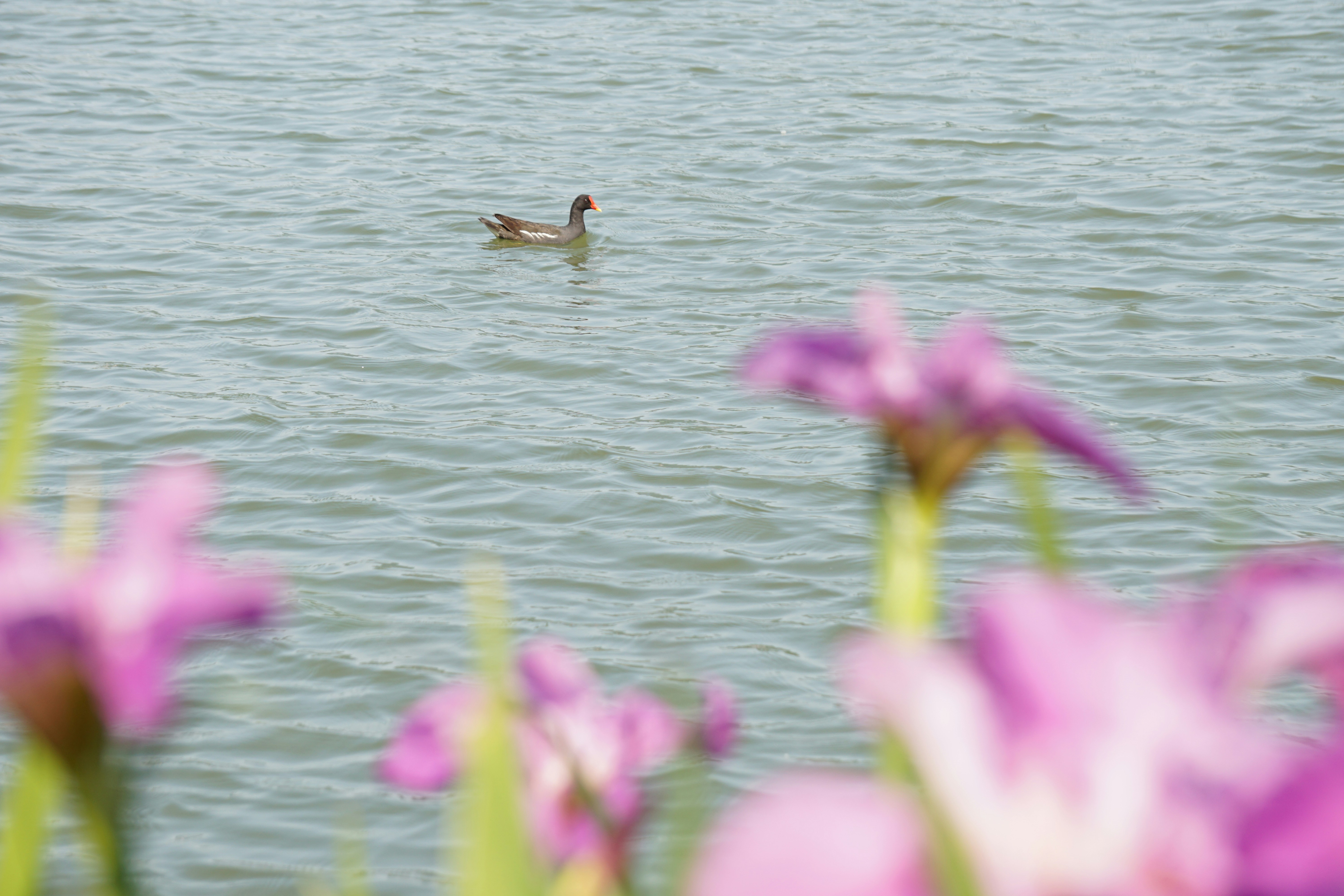 A solitary duck glides across a tranquil lake, framed by vibrant purple flowers in the foreground. The scene captures a peaceful moment in nature.