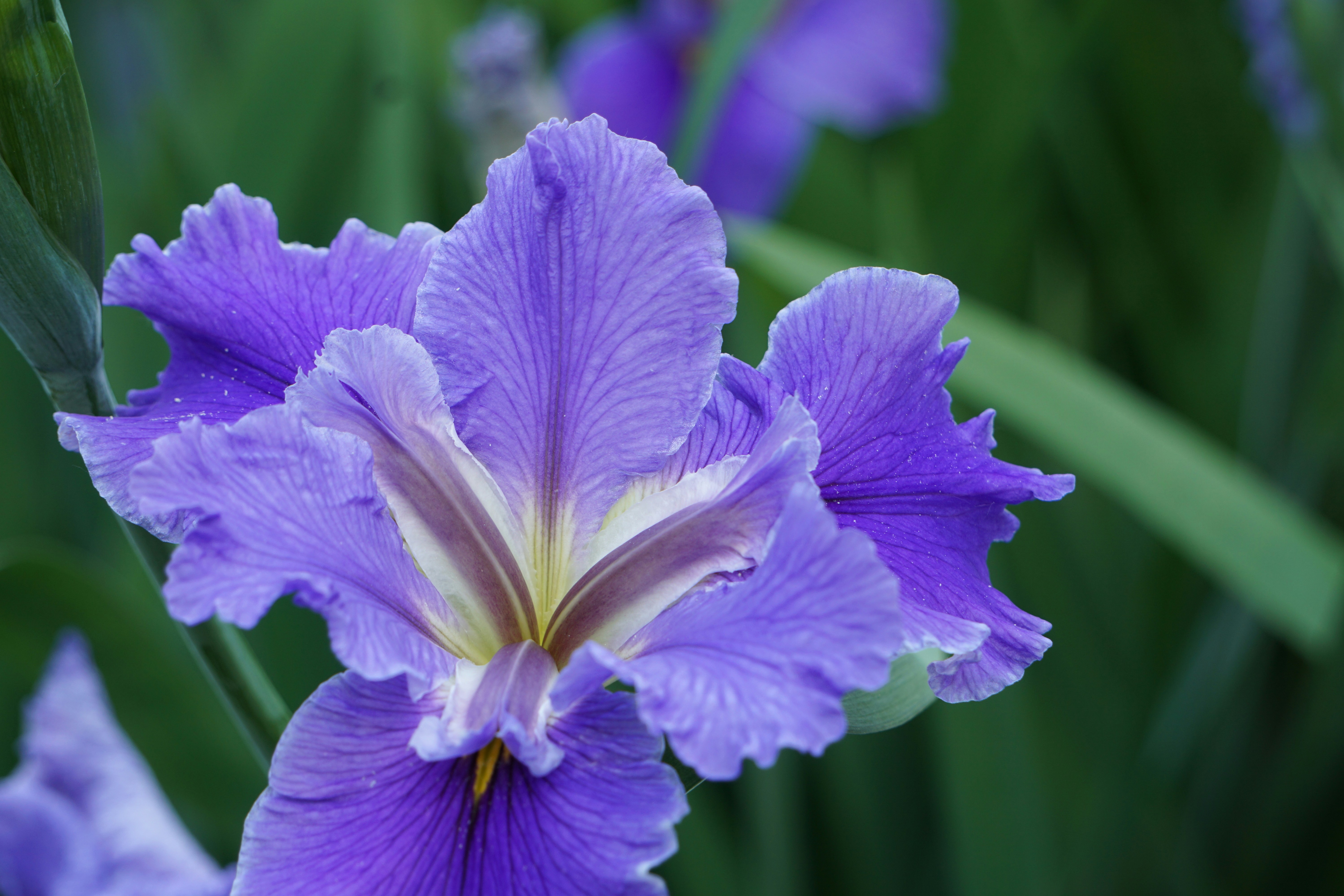 Vibrant purple iris flower with delicate, ruffled petals against a lush green background.