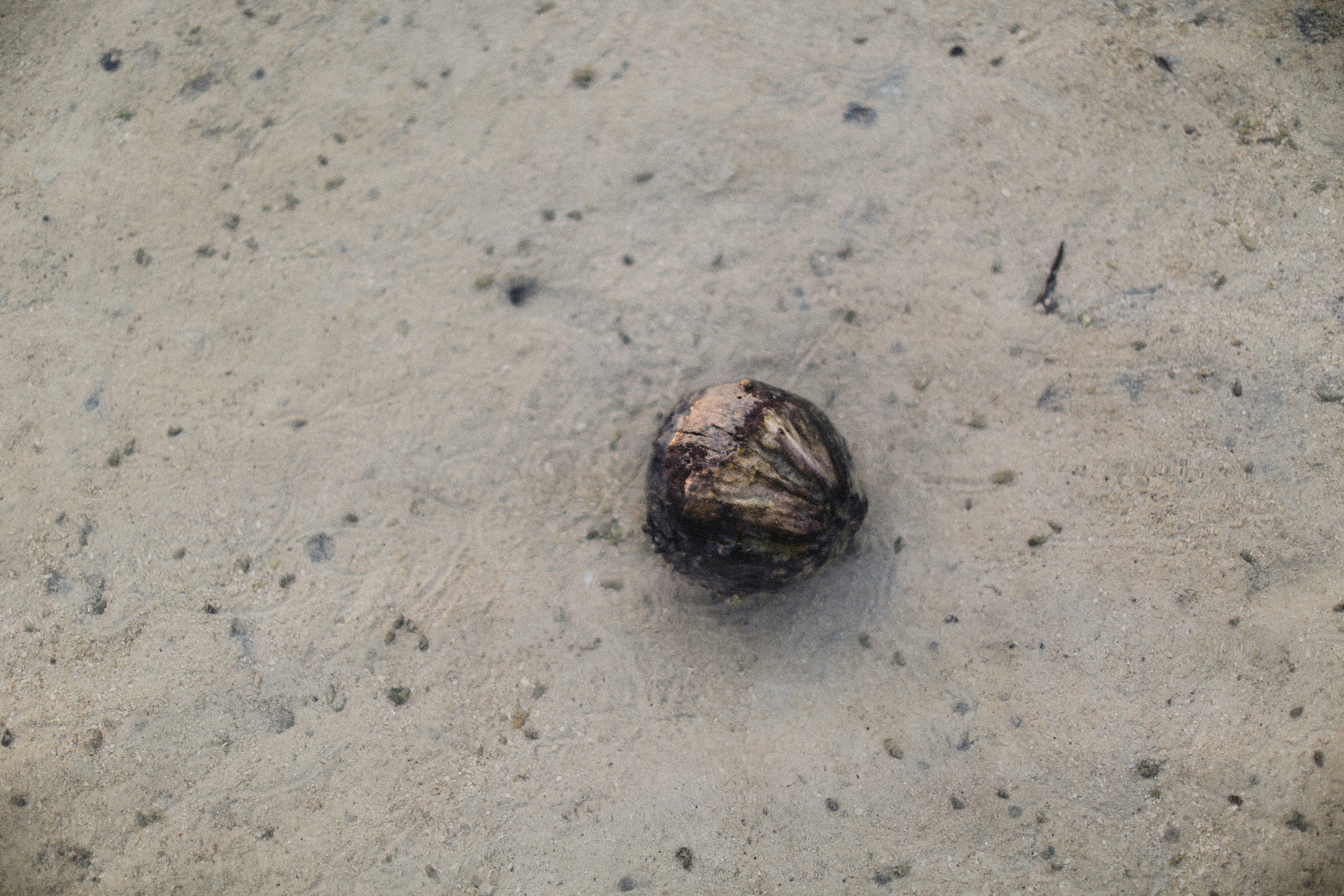 Lone Seed Pod Anchors a Moment in Quiet Beach Sand