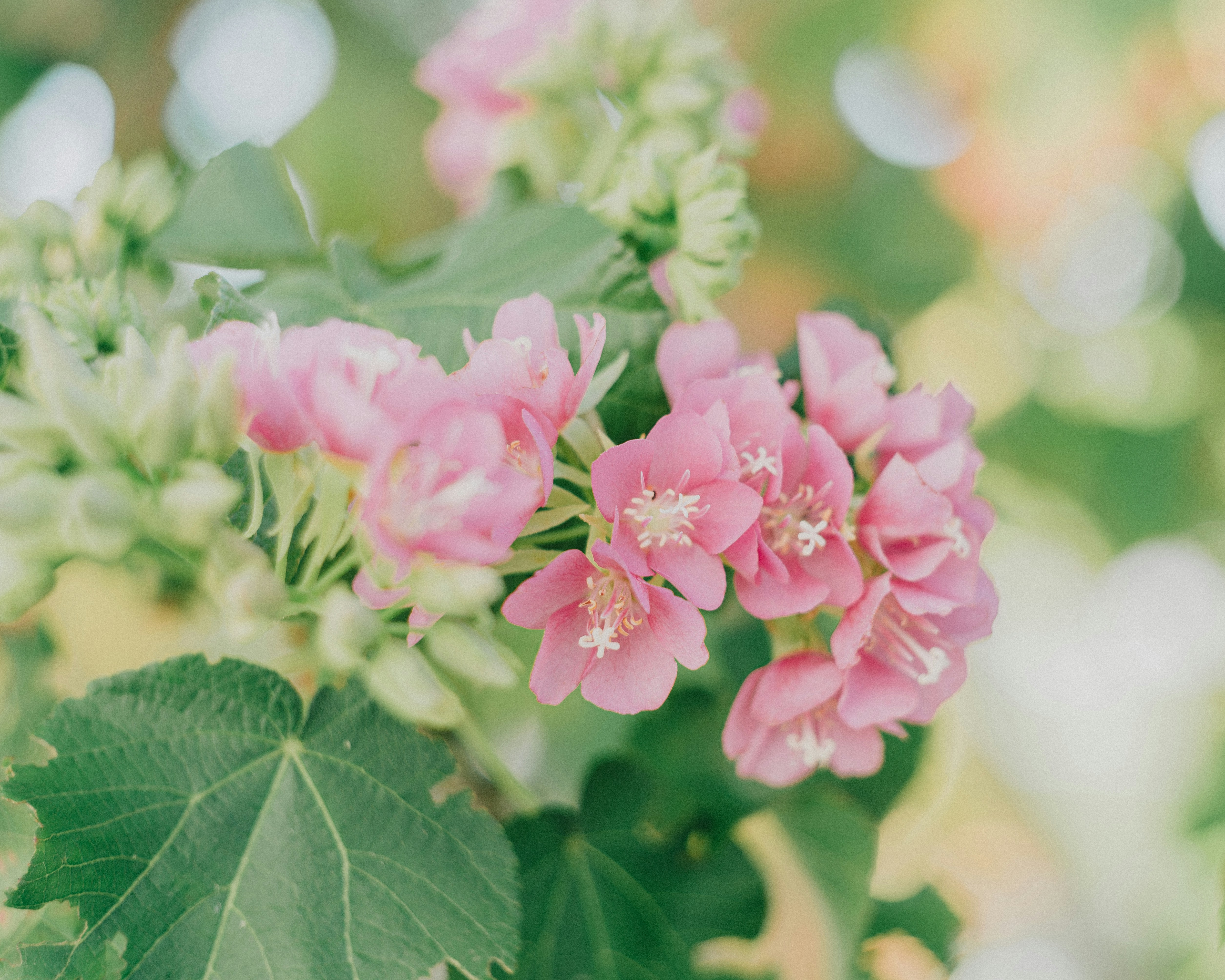 Soft Petal Focus: Pink Flower Cluster in Gentle Backlight