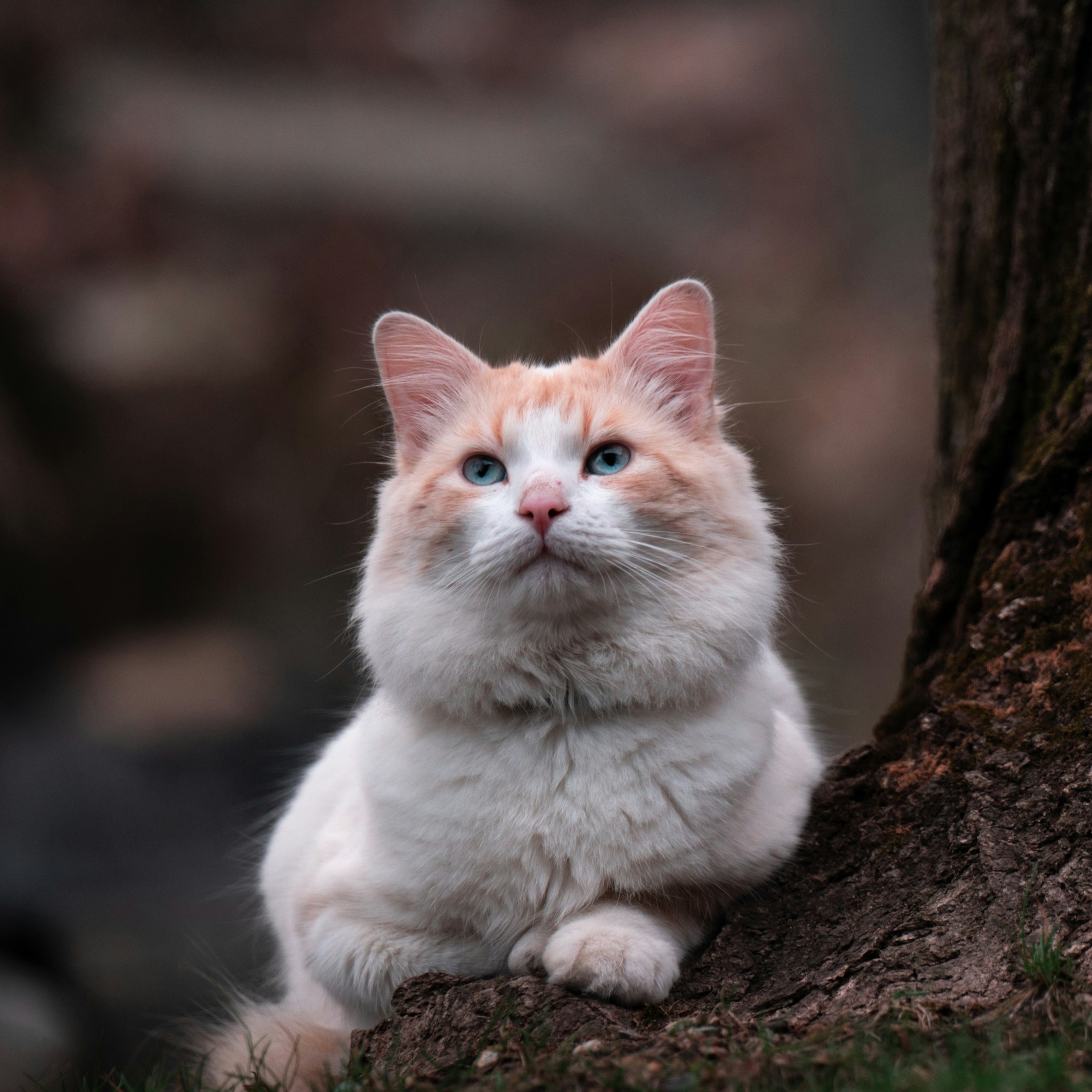 Fluffy orange and white cat gazing upward while perched on a tree trunk in a serene forest setting.