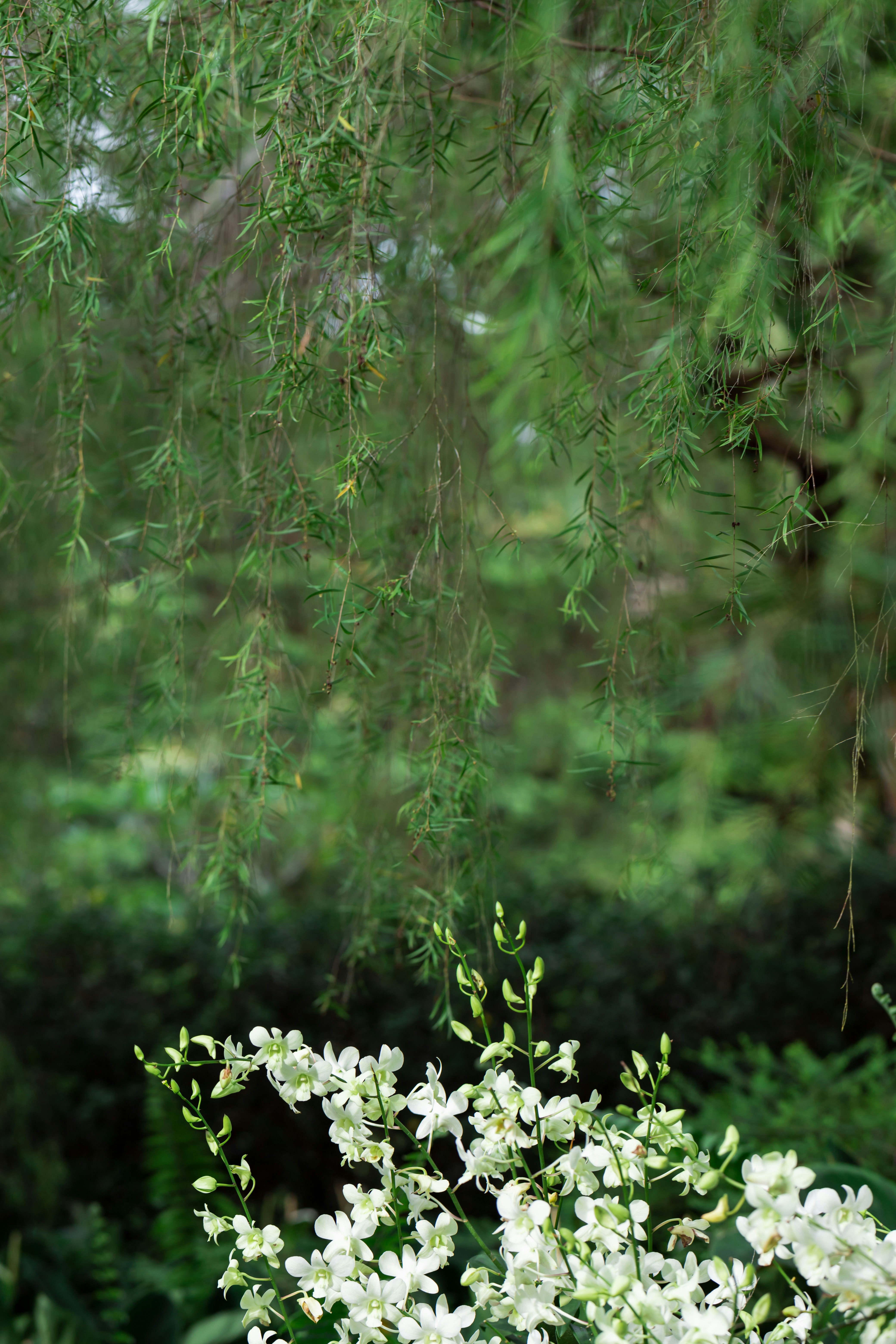 Orchid