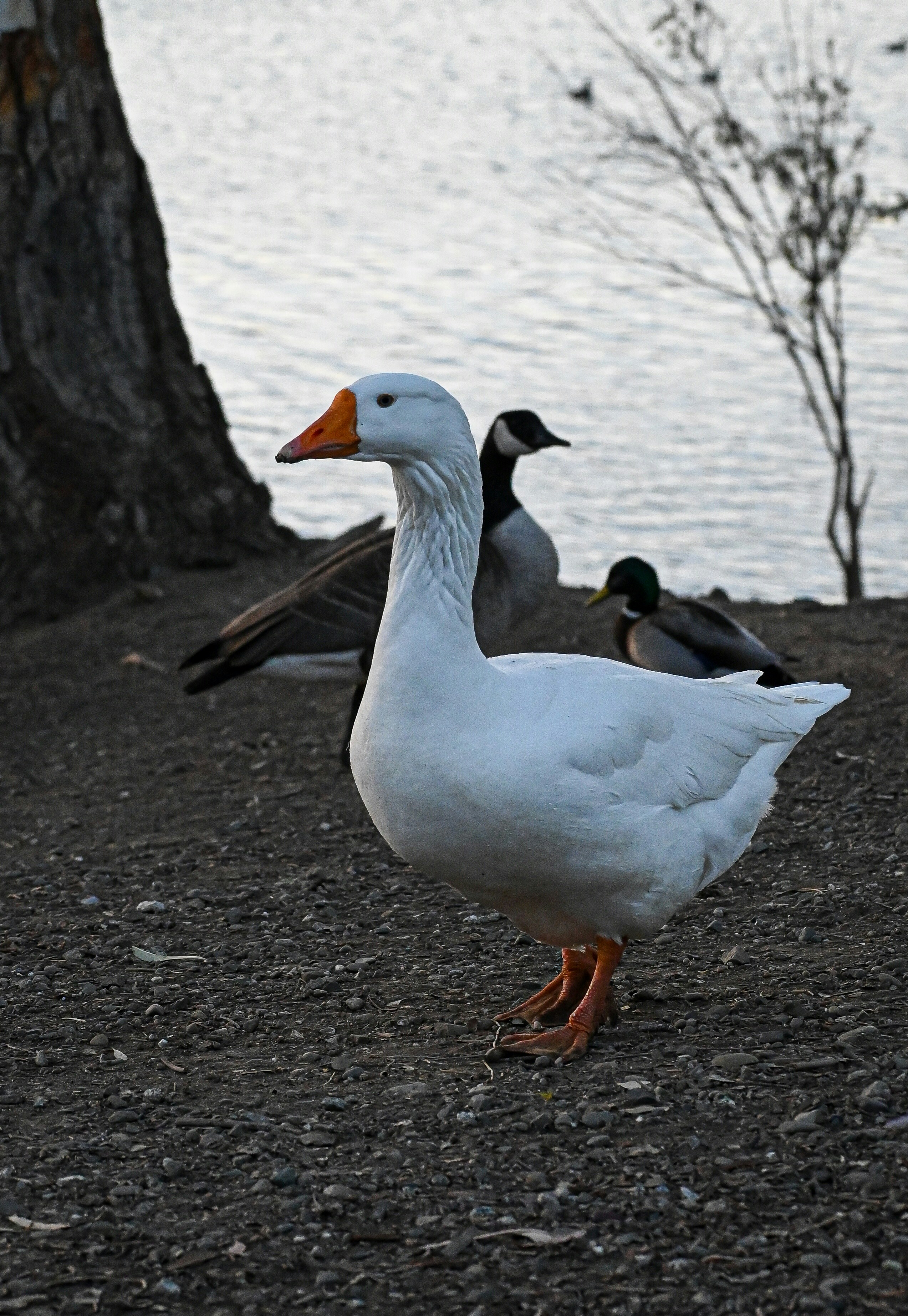 Foto Un pato y un patito junto a un lago – Imagen California gratis en ...
