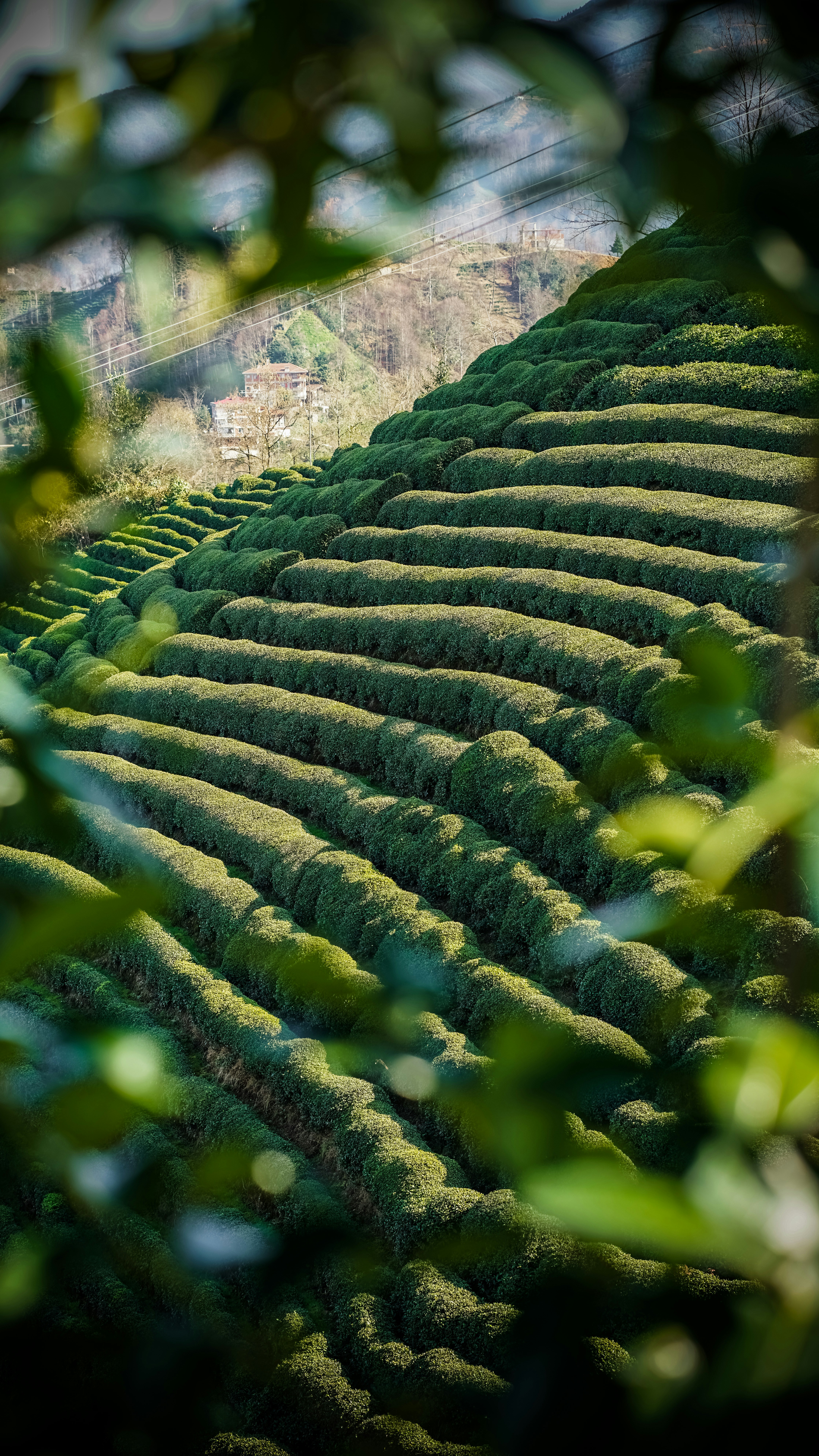 Lush, undulating tea terraces create a rhythmic pattern across the hillside, framed by vibrant green foliage. The scene captures the tranquility of nature's artistry.
