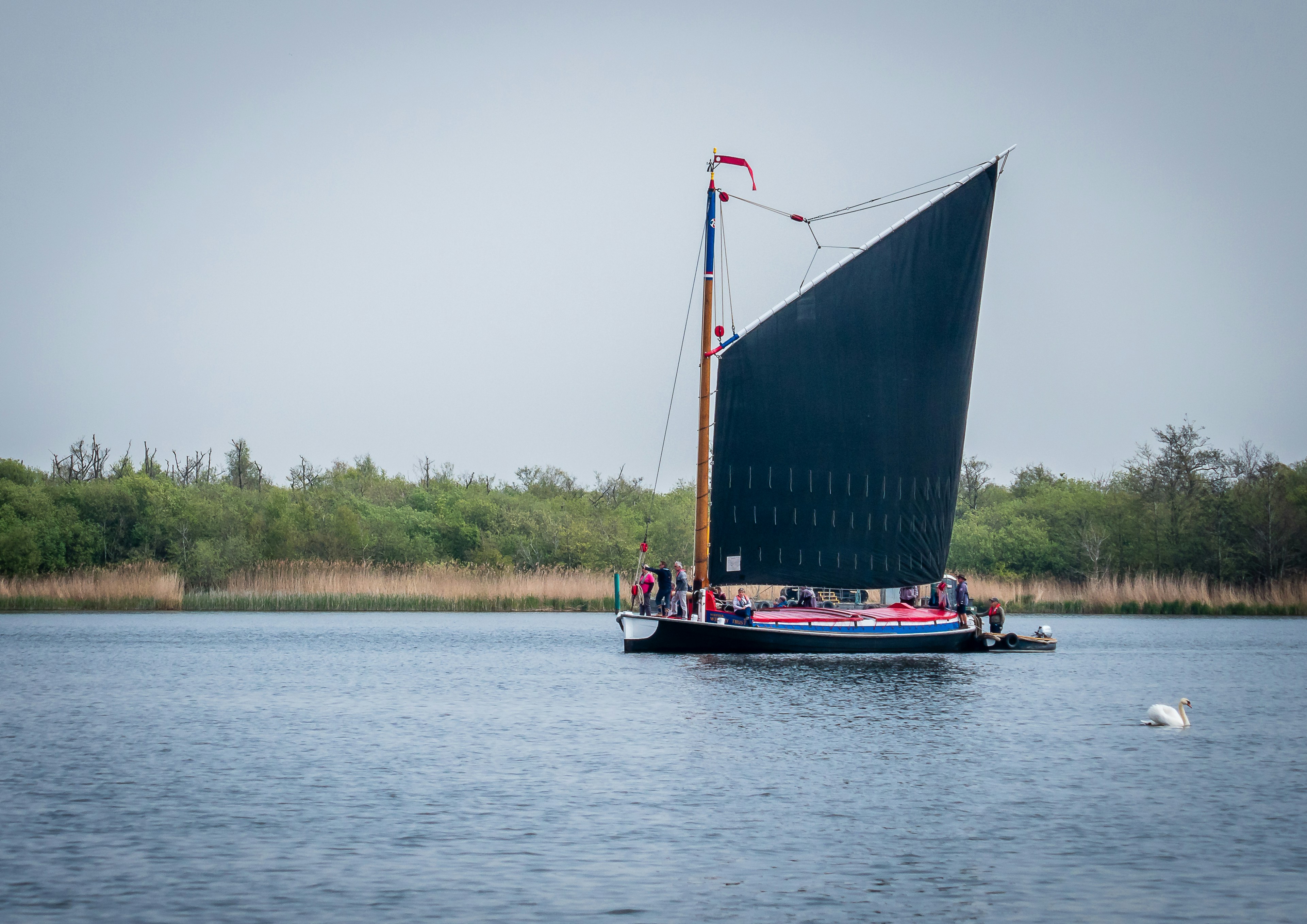 Traditional sailboat with a bold, dark sail navigates calm waters against a backdrop of lush greenery.