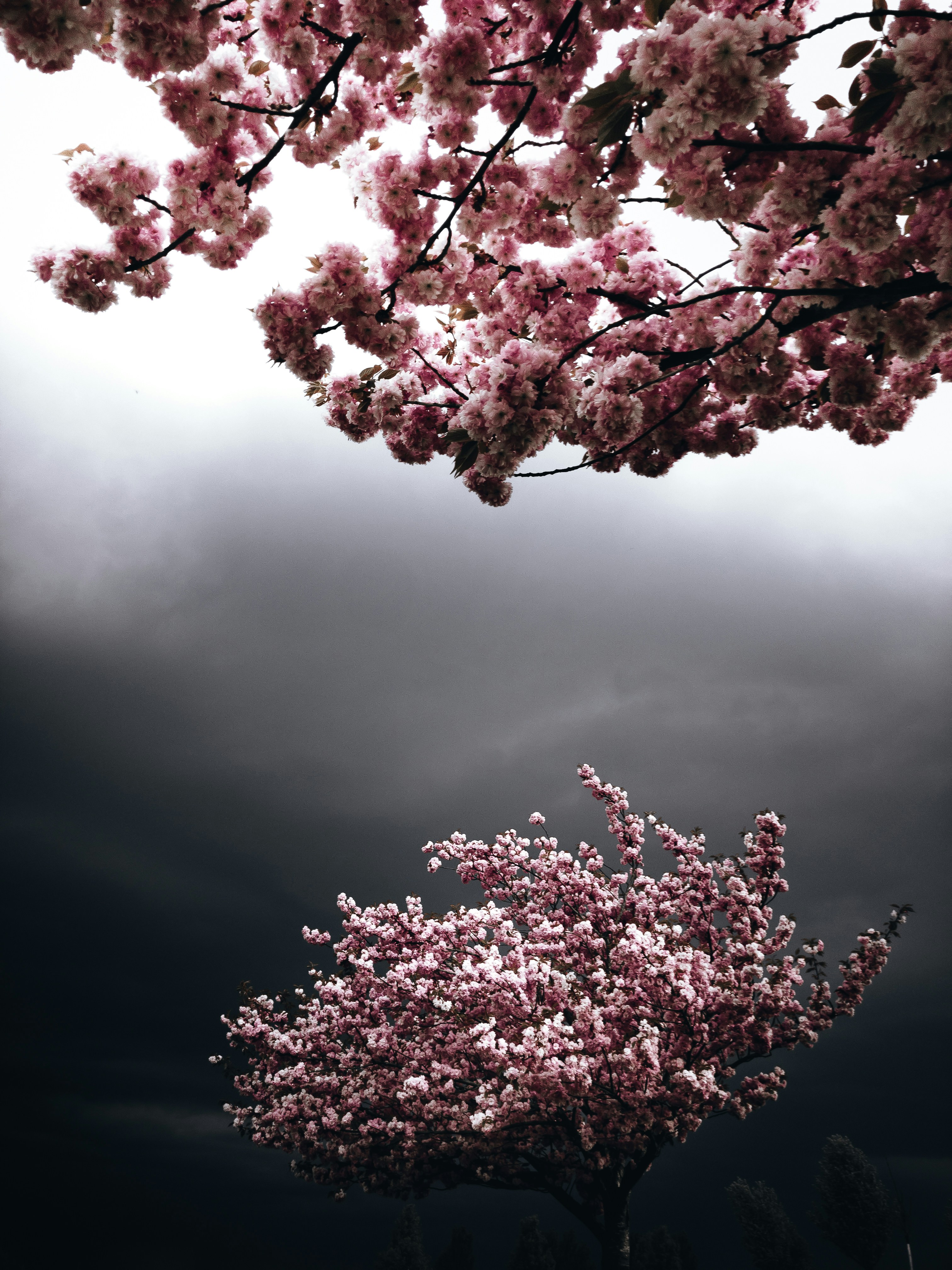 Vibrant pink cherry blossoms contrast with dark storm clouds, creating a striking visual narrative of nature's beauty and resilience.