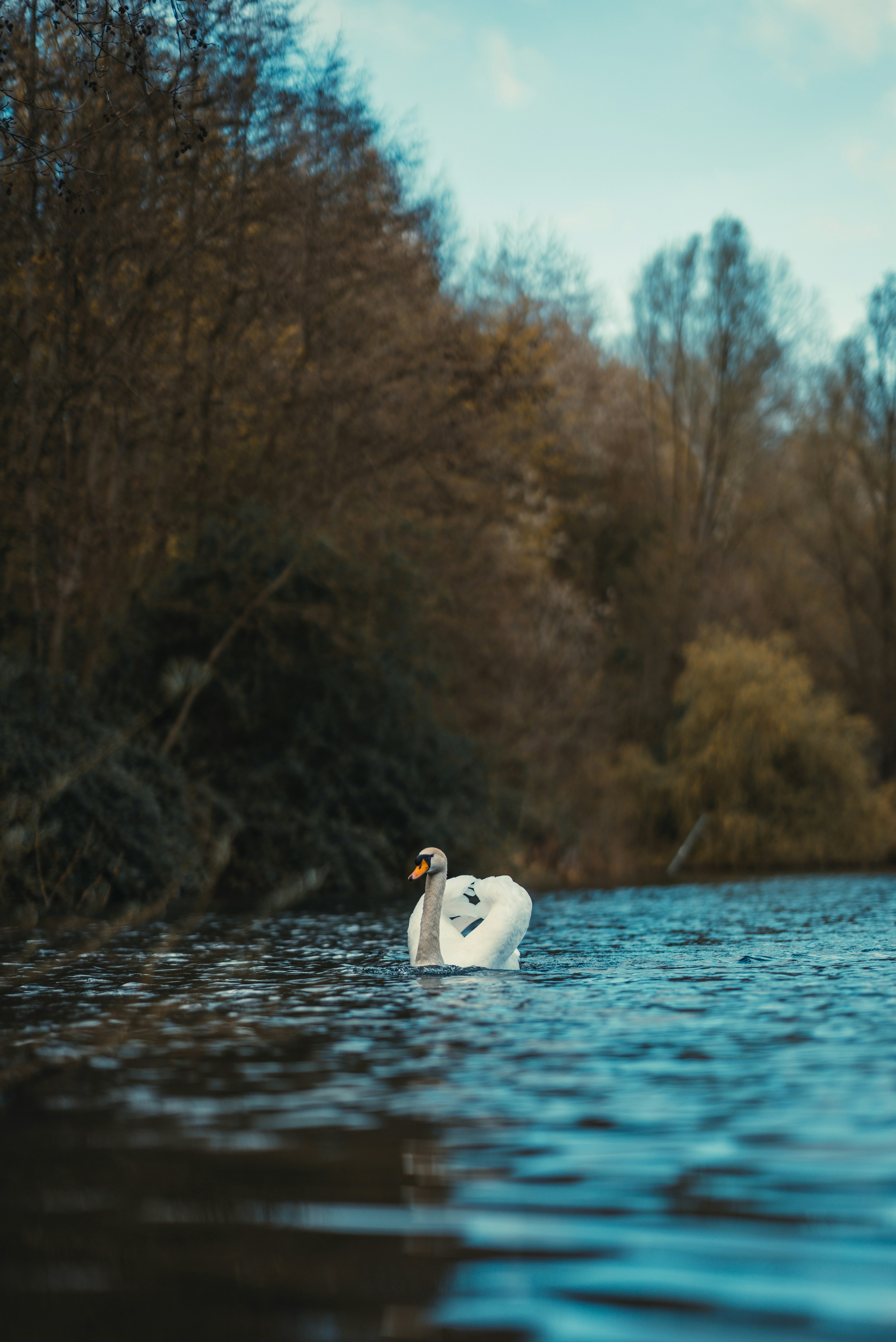 Un cygne nageant dans un lac photo – Photo Animal Gratuite sur Unsplash