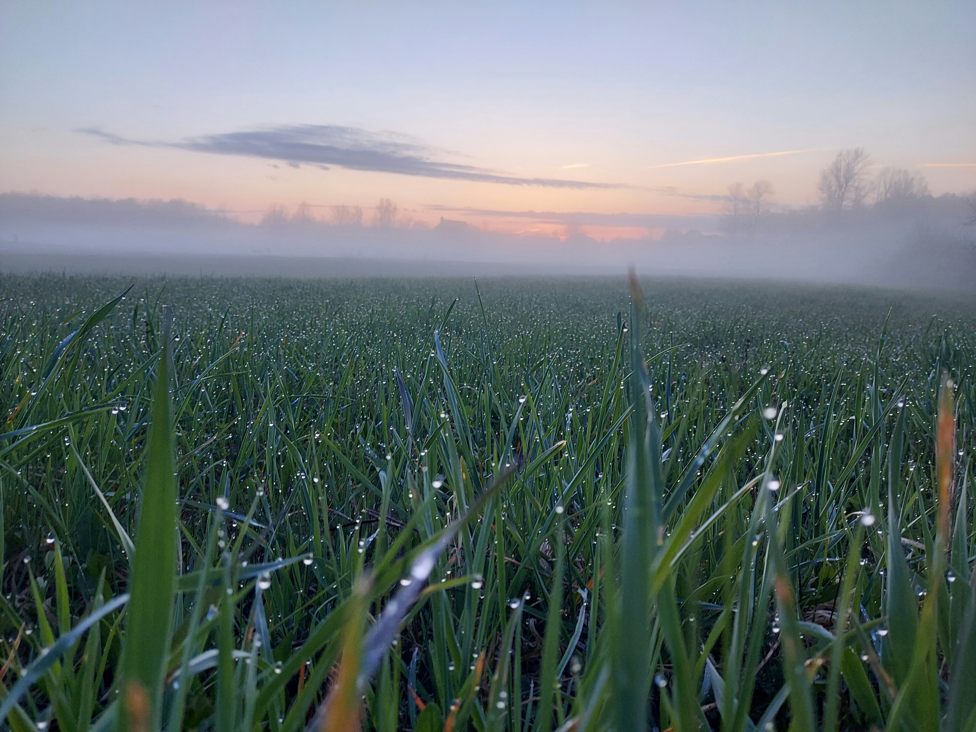 Dawn Mist over a Dew-Kissed Grass Field