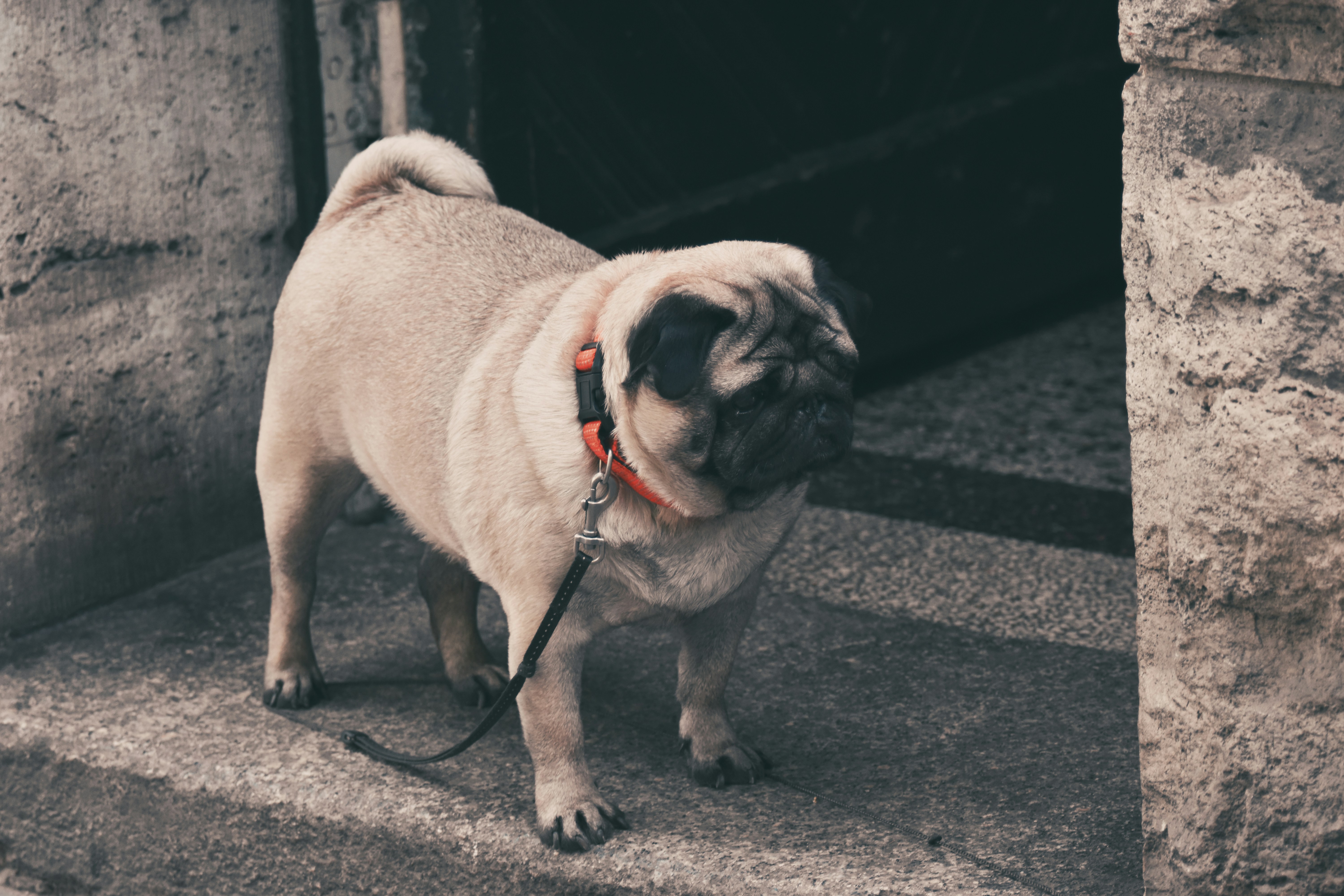 Sepia Threshold: A Pug Pauses on Stone Steps