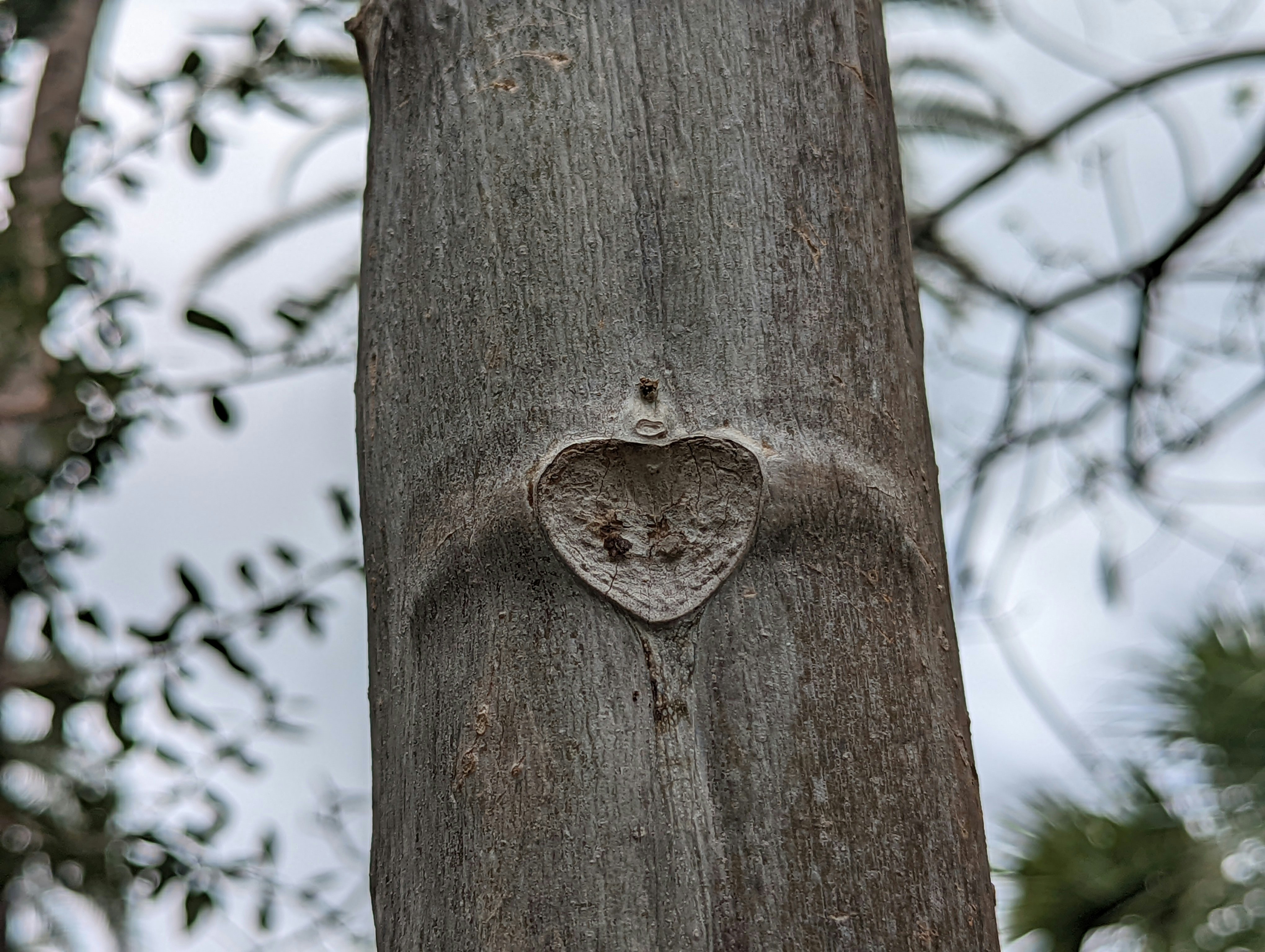 Heartmark on Bark: A Quiet Vertical Portrait