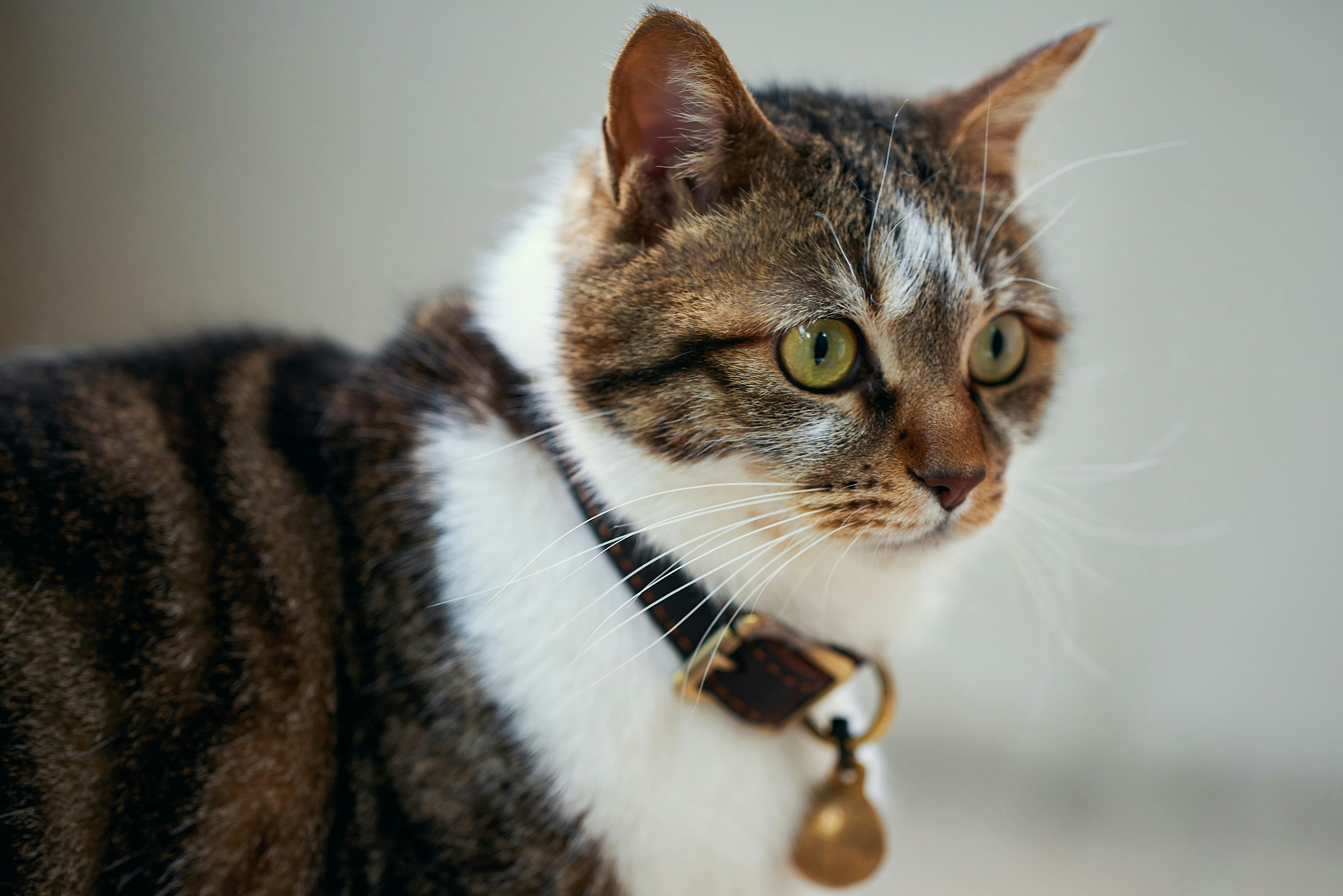 Photo by JX with Sony Alpha 7R II