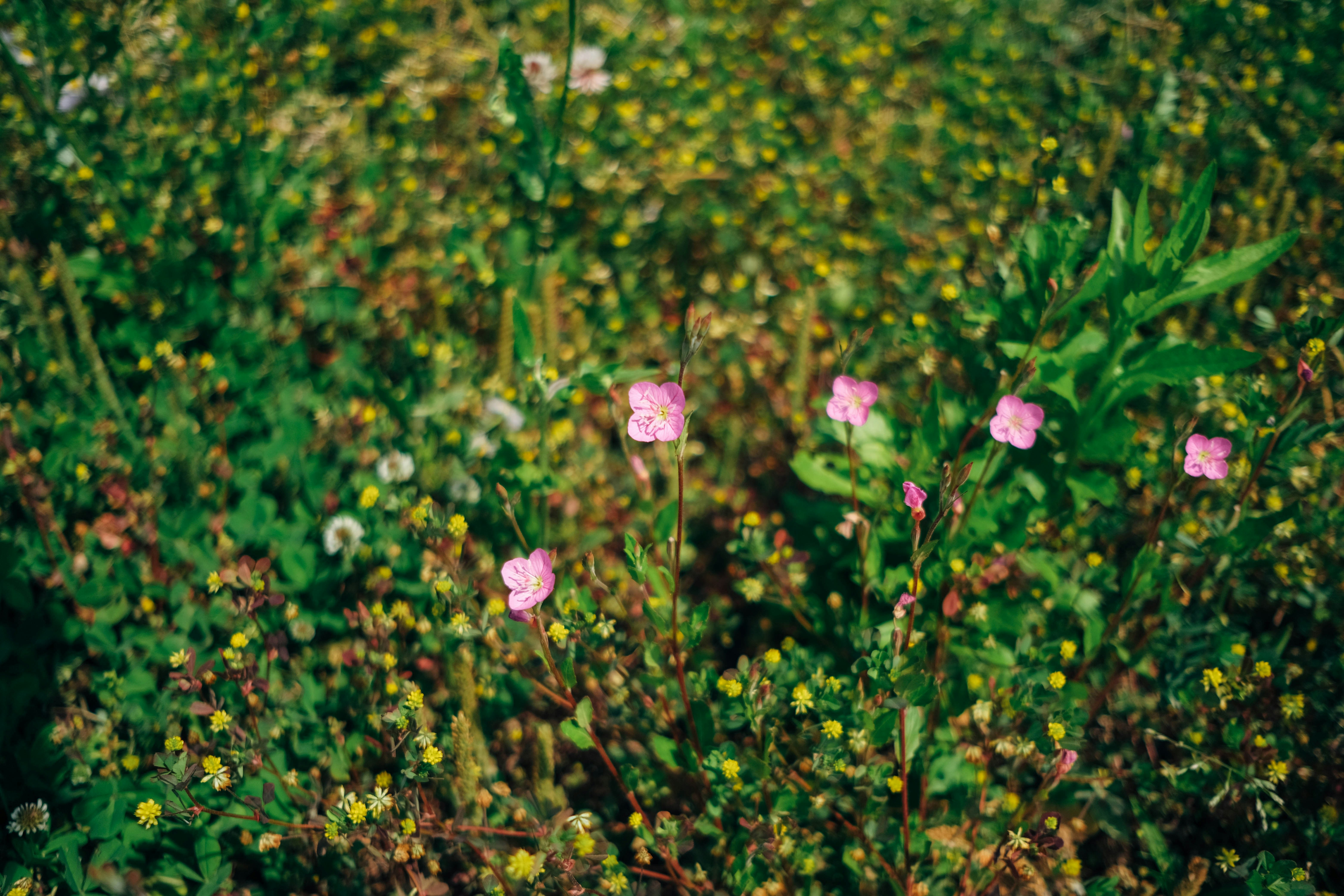Pink Petals Rise Over a Carpet of Yellow Wildflowers
