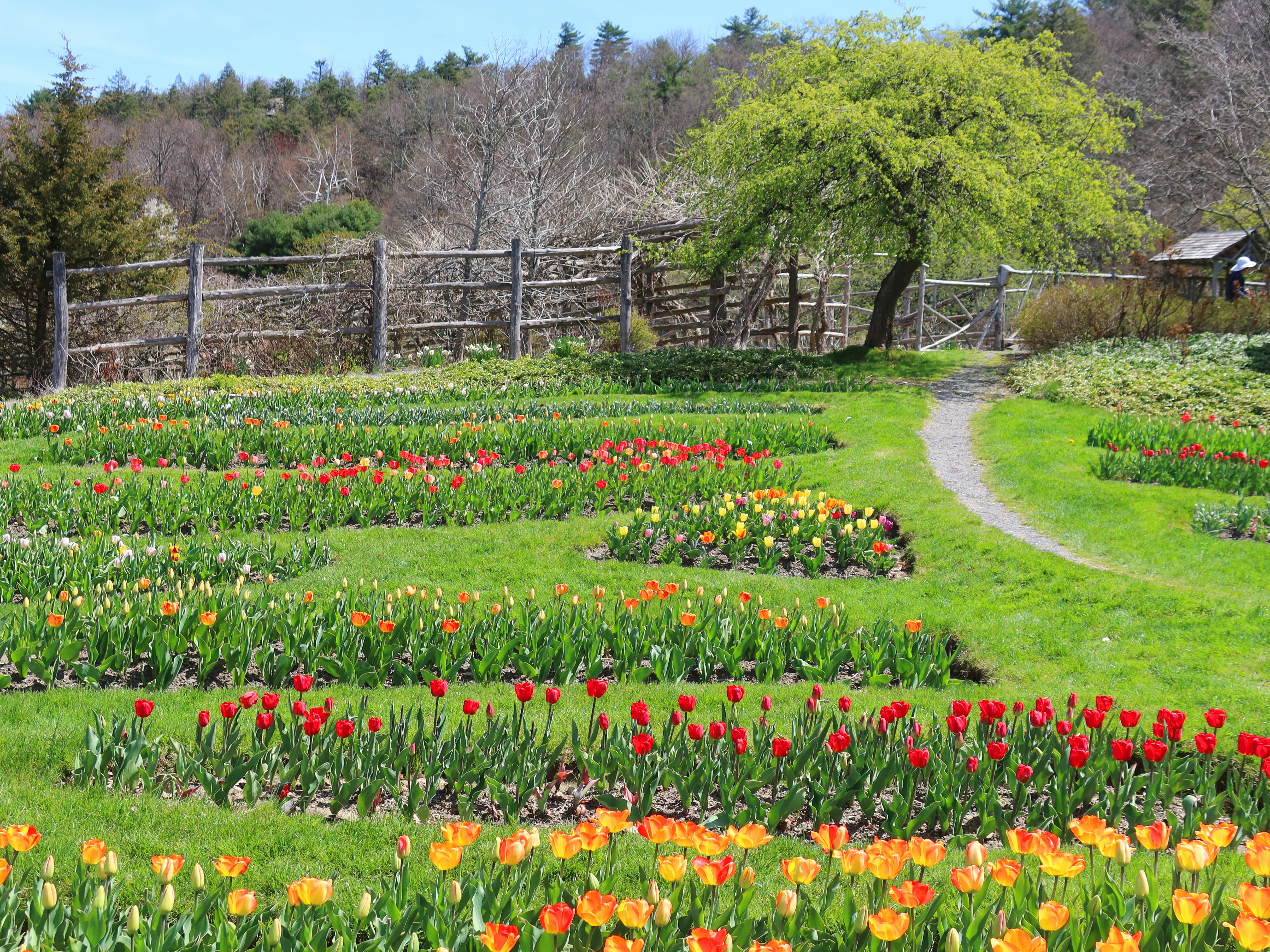Vibrant rows of red, orange, and yellow tulips frame a winding gravel path beside a rustic wooden fence in a bright spring garden photograph.