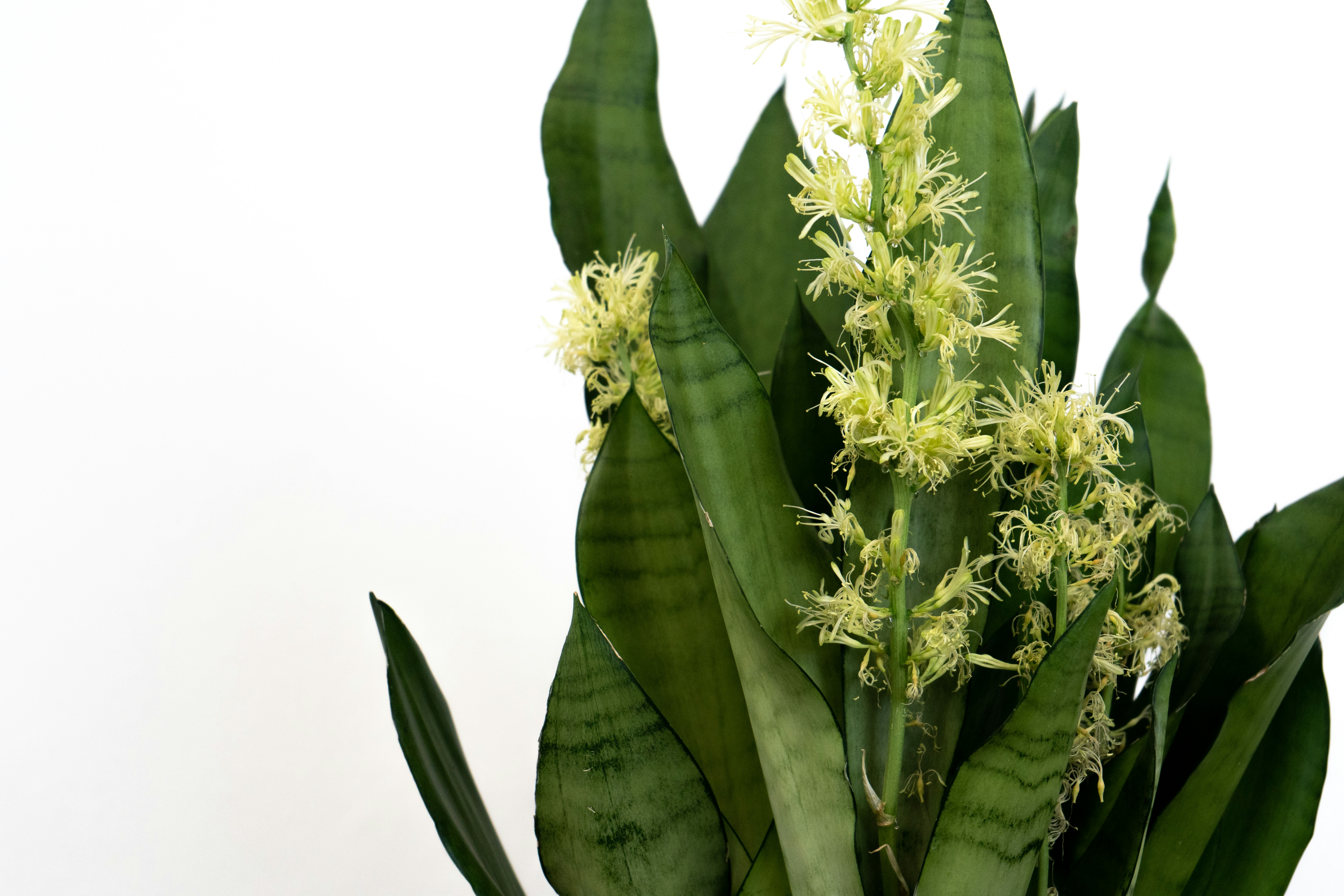 Cream Flower Spikes Crown a Leafy Studio Still-Life