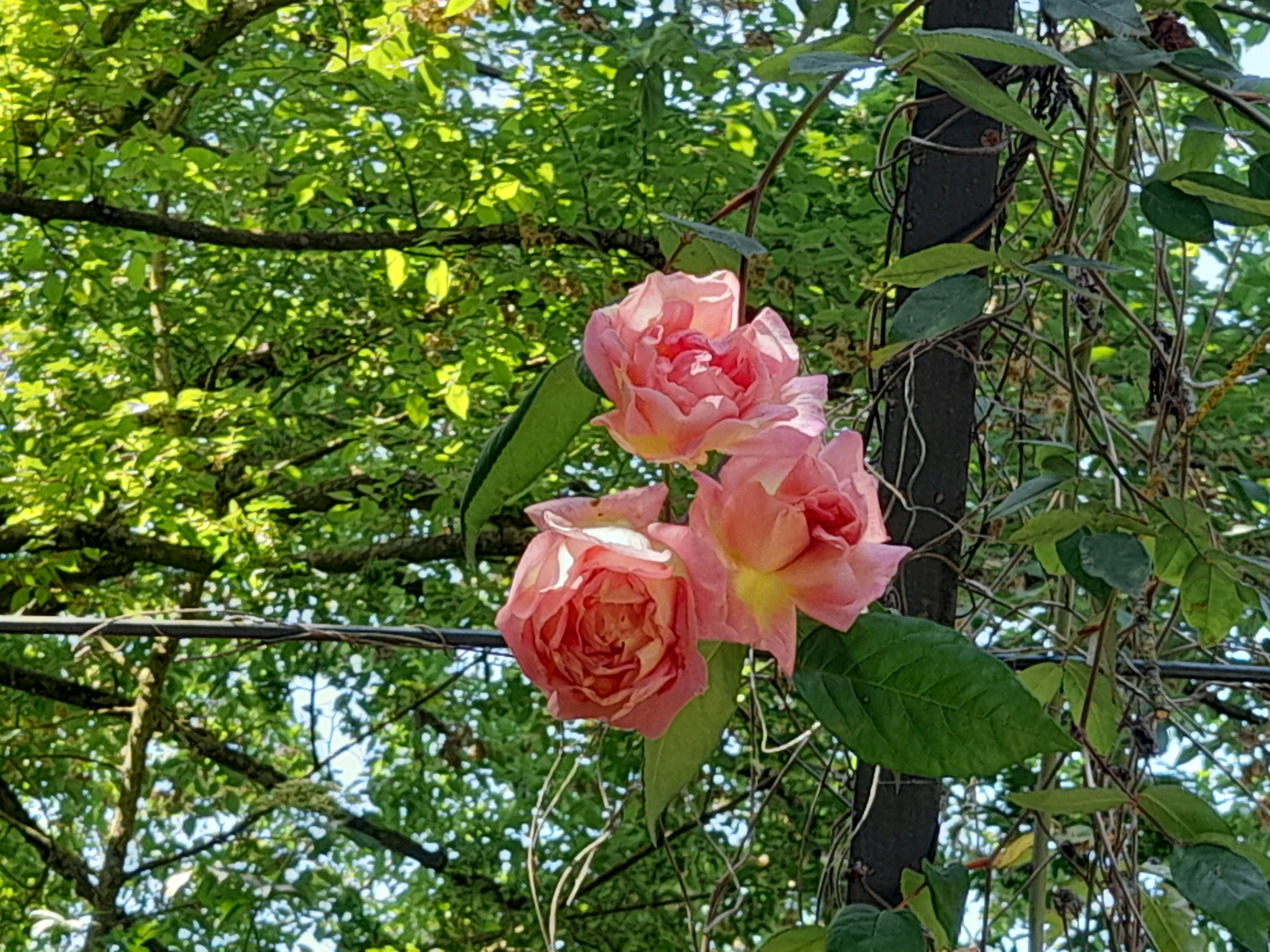 Three delicate pink roses entwined with vibrant green leaves, set against a backdrop of lush foliage.
