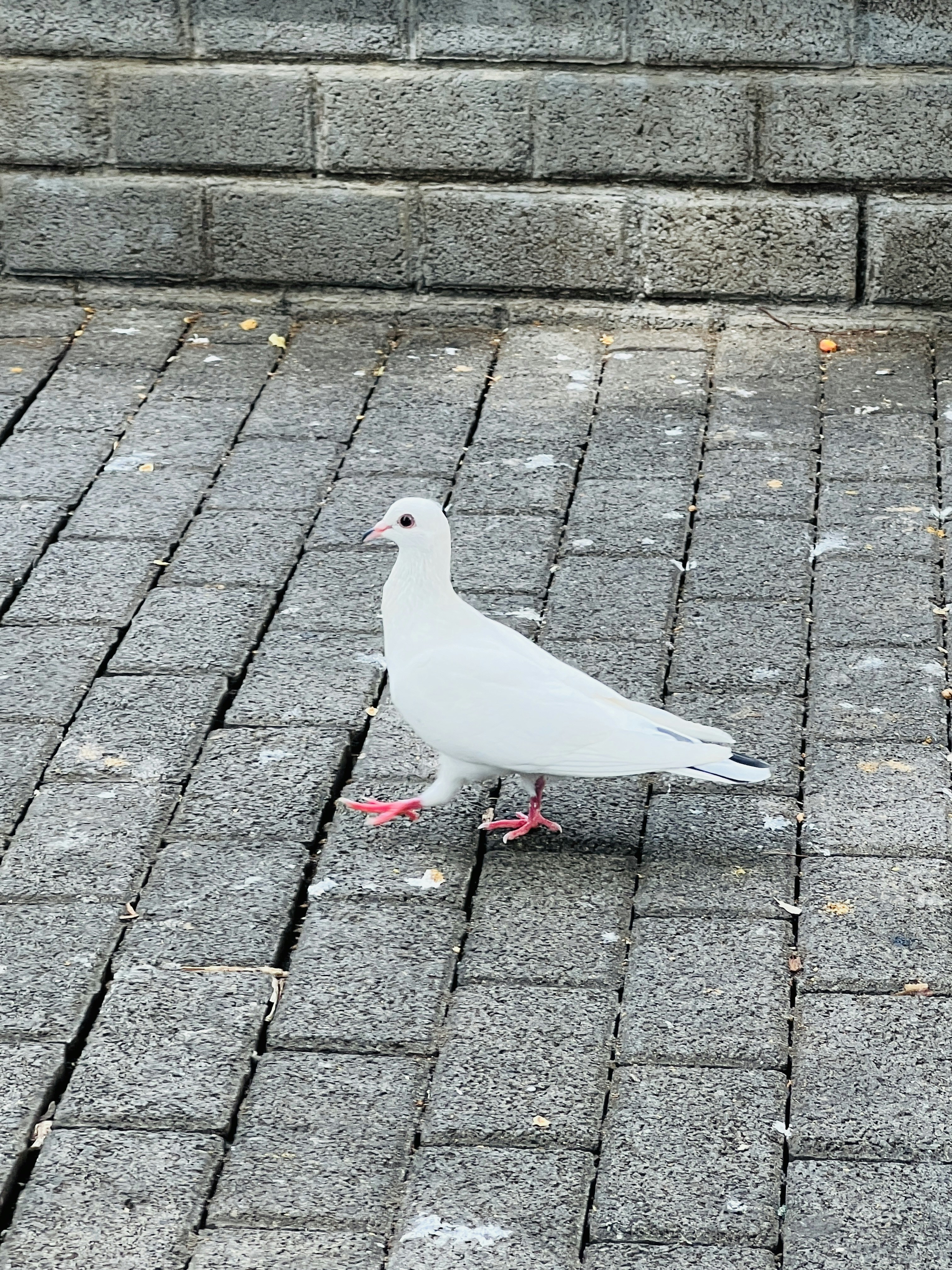 White Dove on a Stark Cobblestone Path