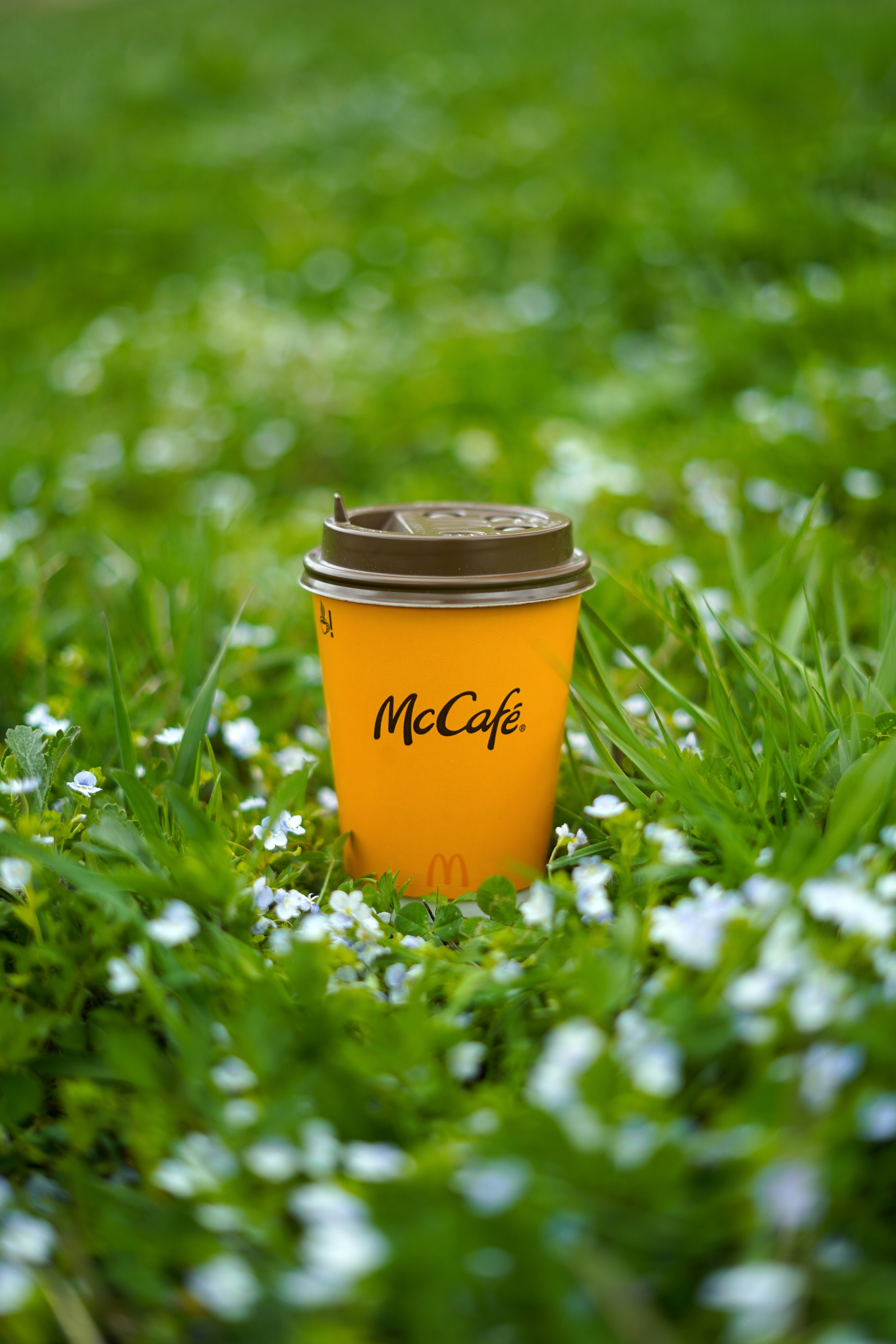 Meadow Pause: A McCafé Cup in a Field of Tiny White Blooms