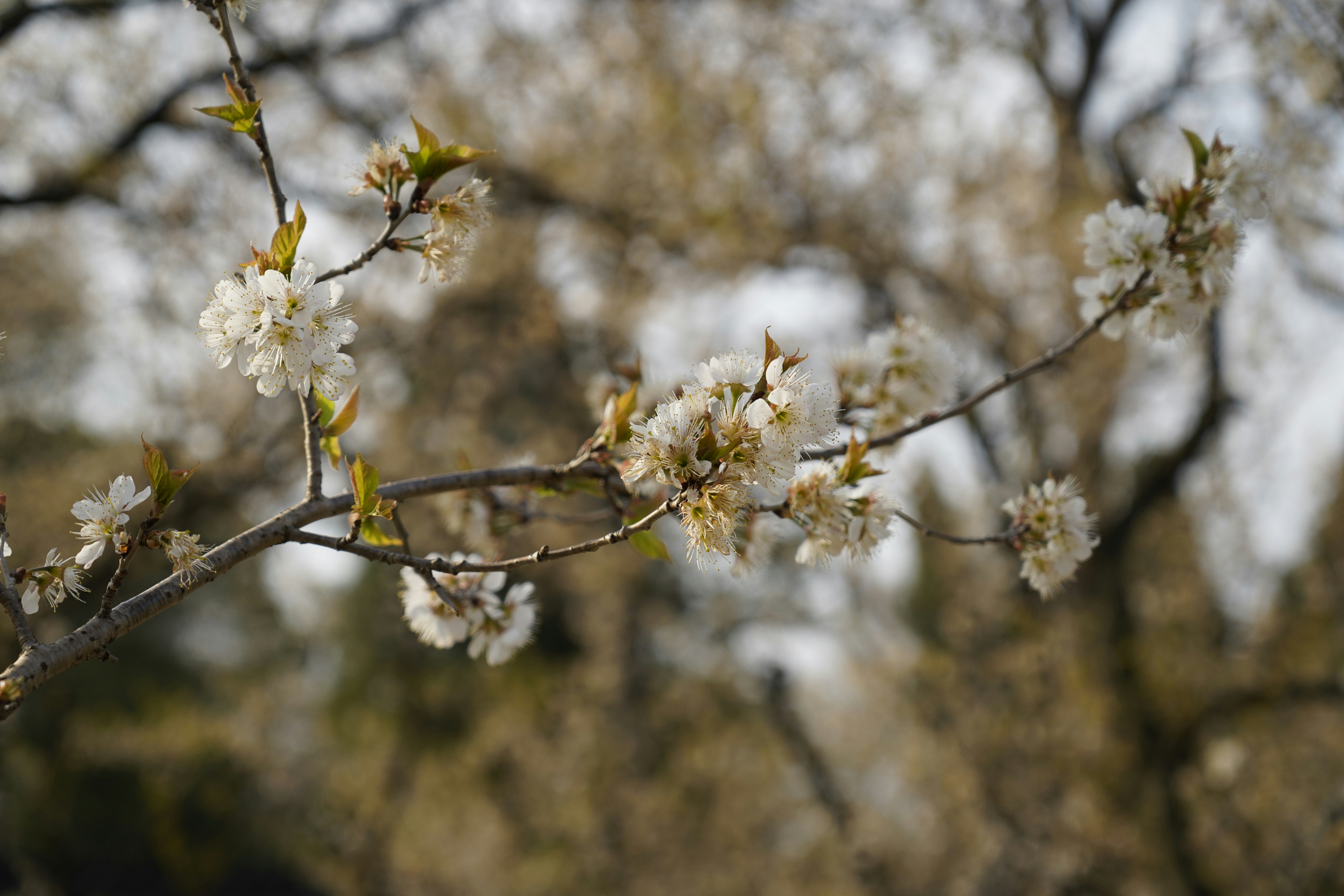 White flowers bloom on a tree branch against a blurred forest background.