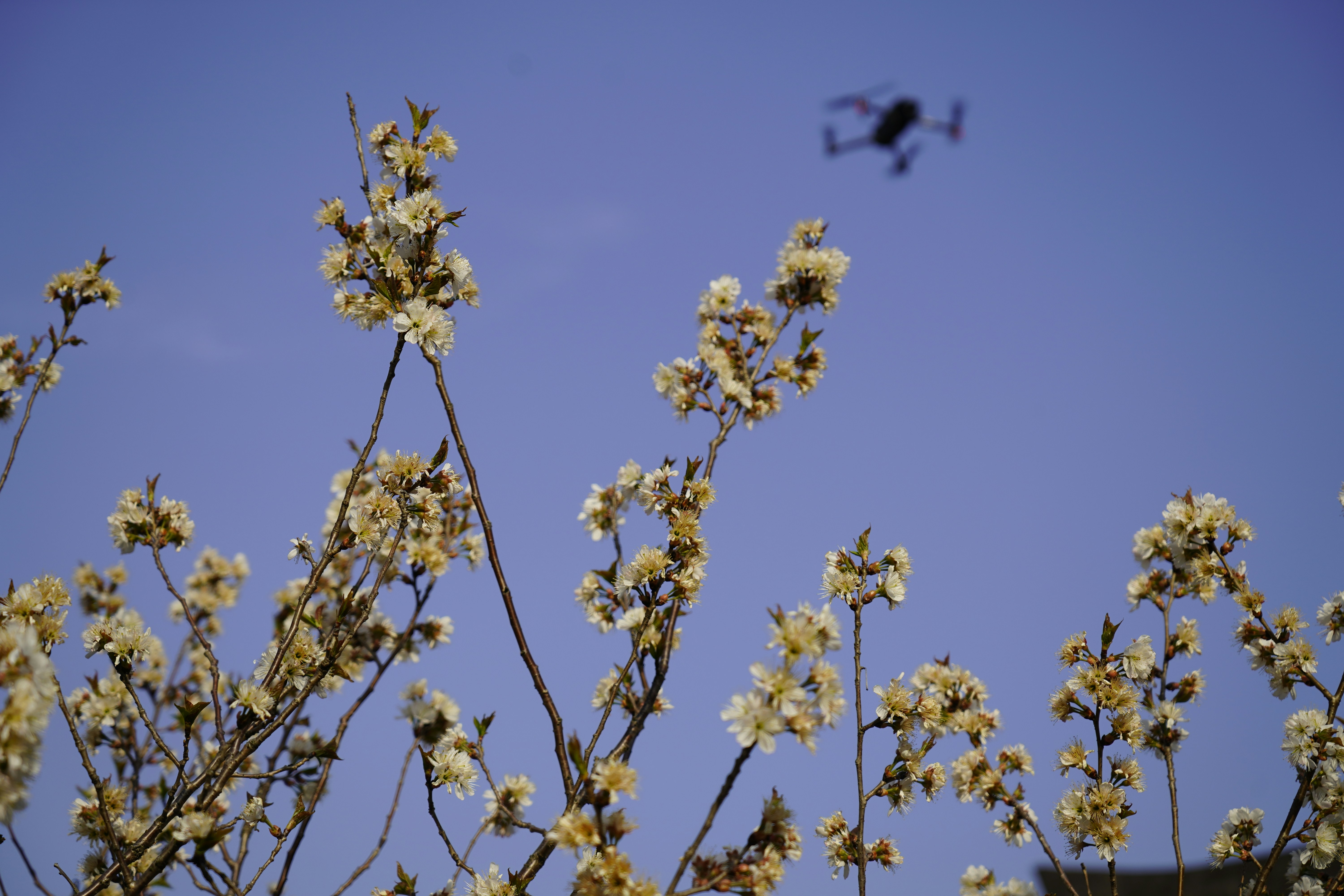 Drone flying above flowering branches against a clear blue sky.