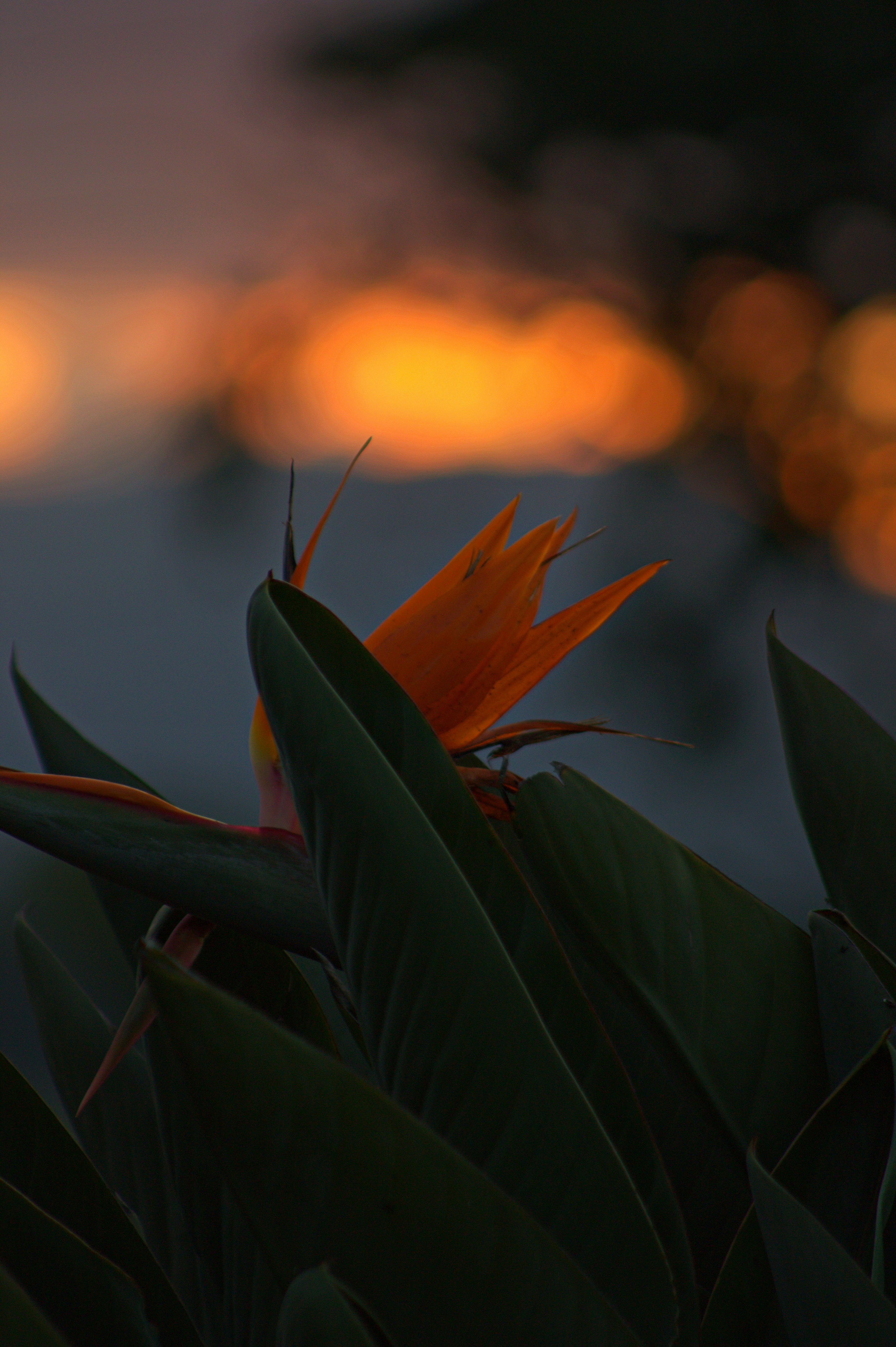 Vibrant bird of paradise flower partially obscured by lush green leaves against a softly blurred sunset background.