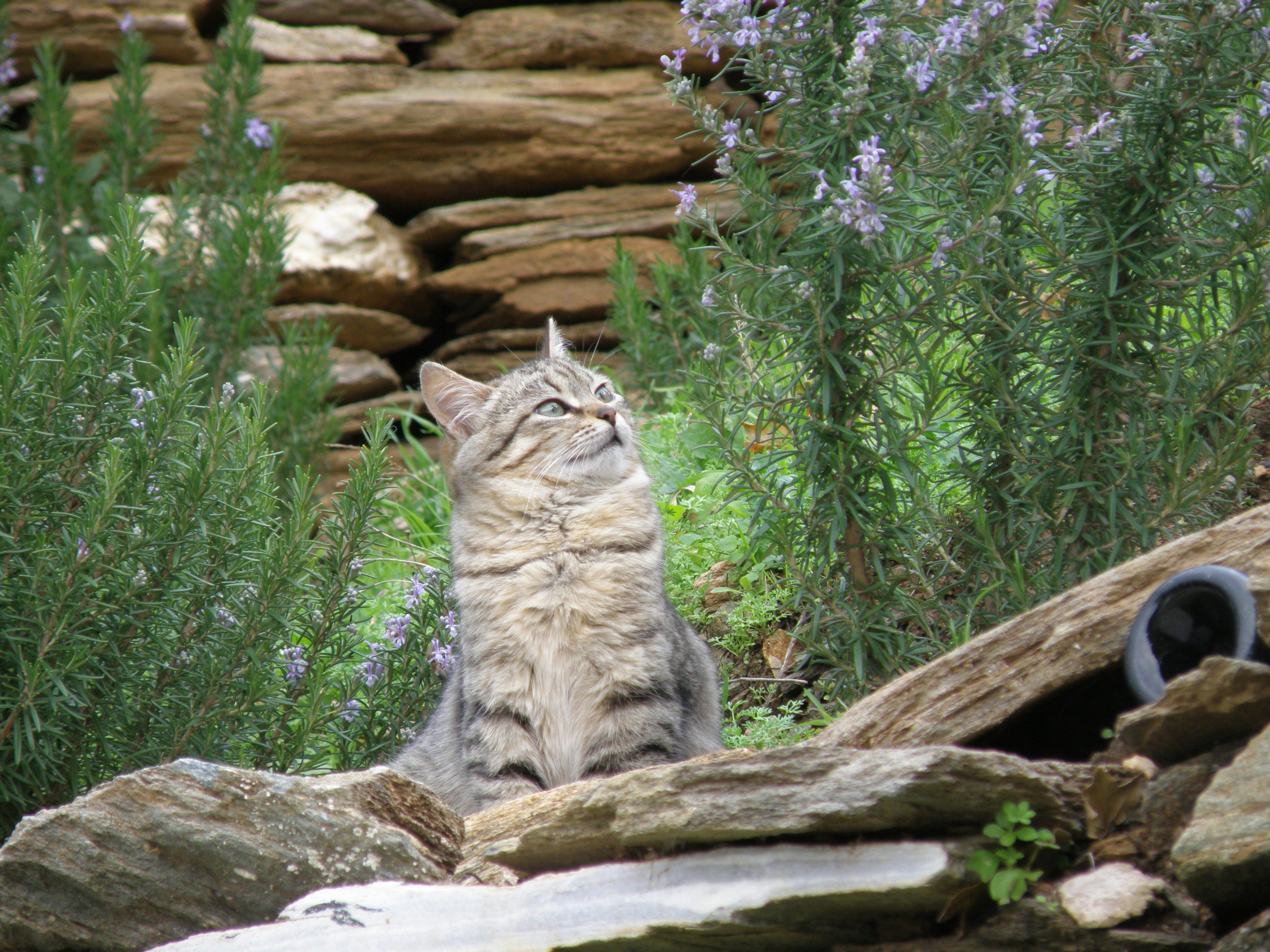Cat Nature Pictures | Download Free Images on Unsplash
