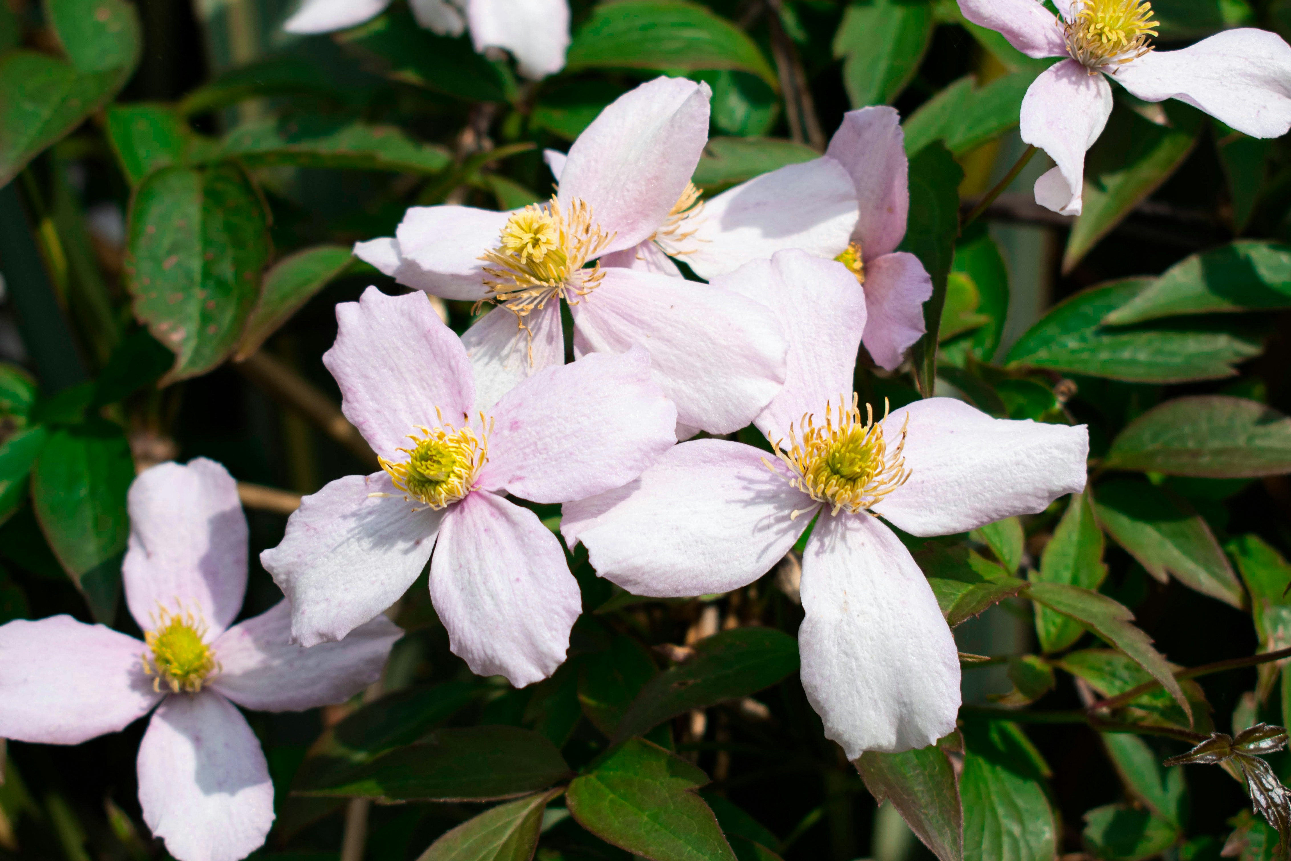 Spring Clematis in bloom surrounded by plant. | a group of white flowers