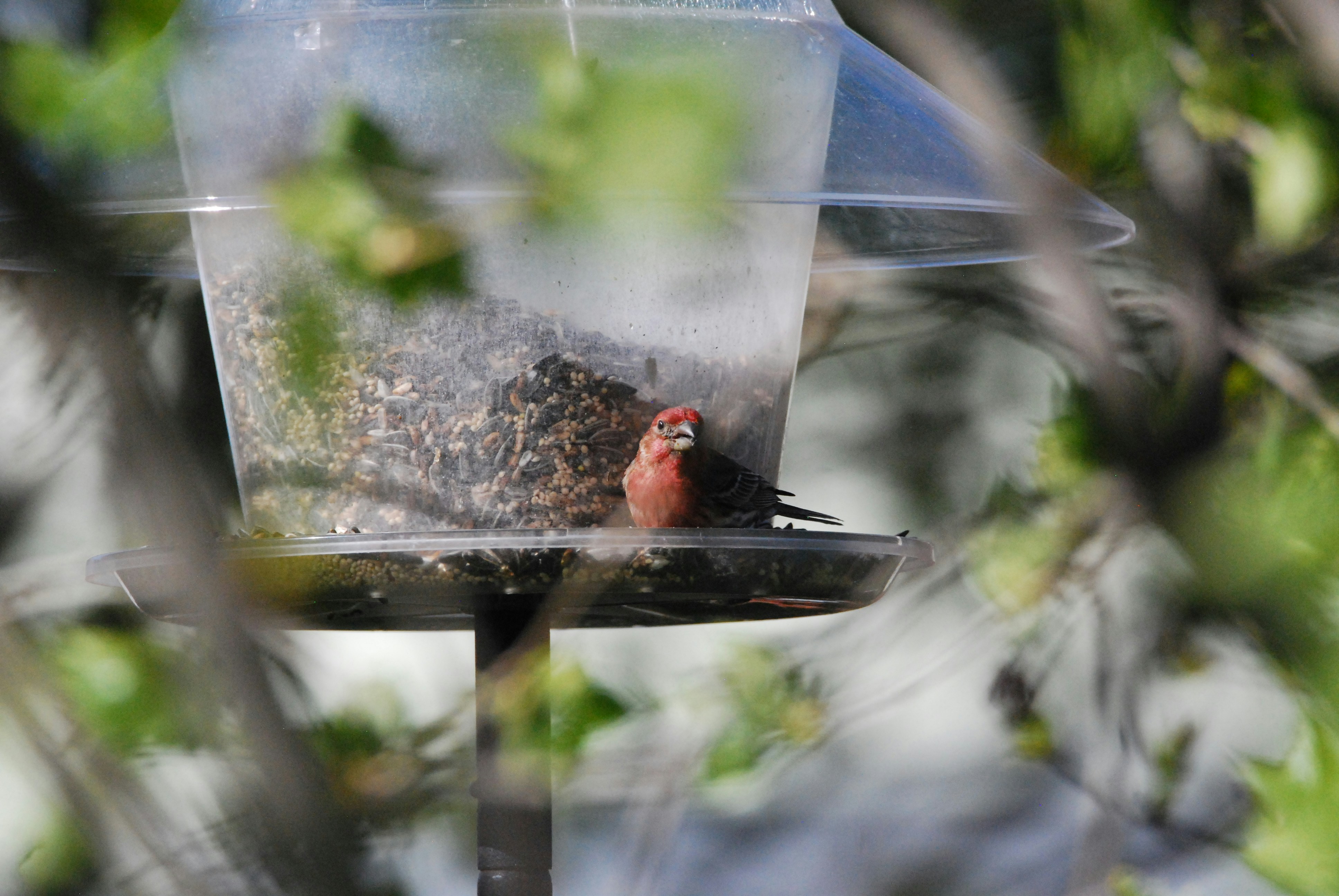 A vibrant bird perched on a feeder surrounded by leafy branches, showcasing its colorful plumage. The scene captures a tranquil moment in nature.