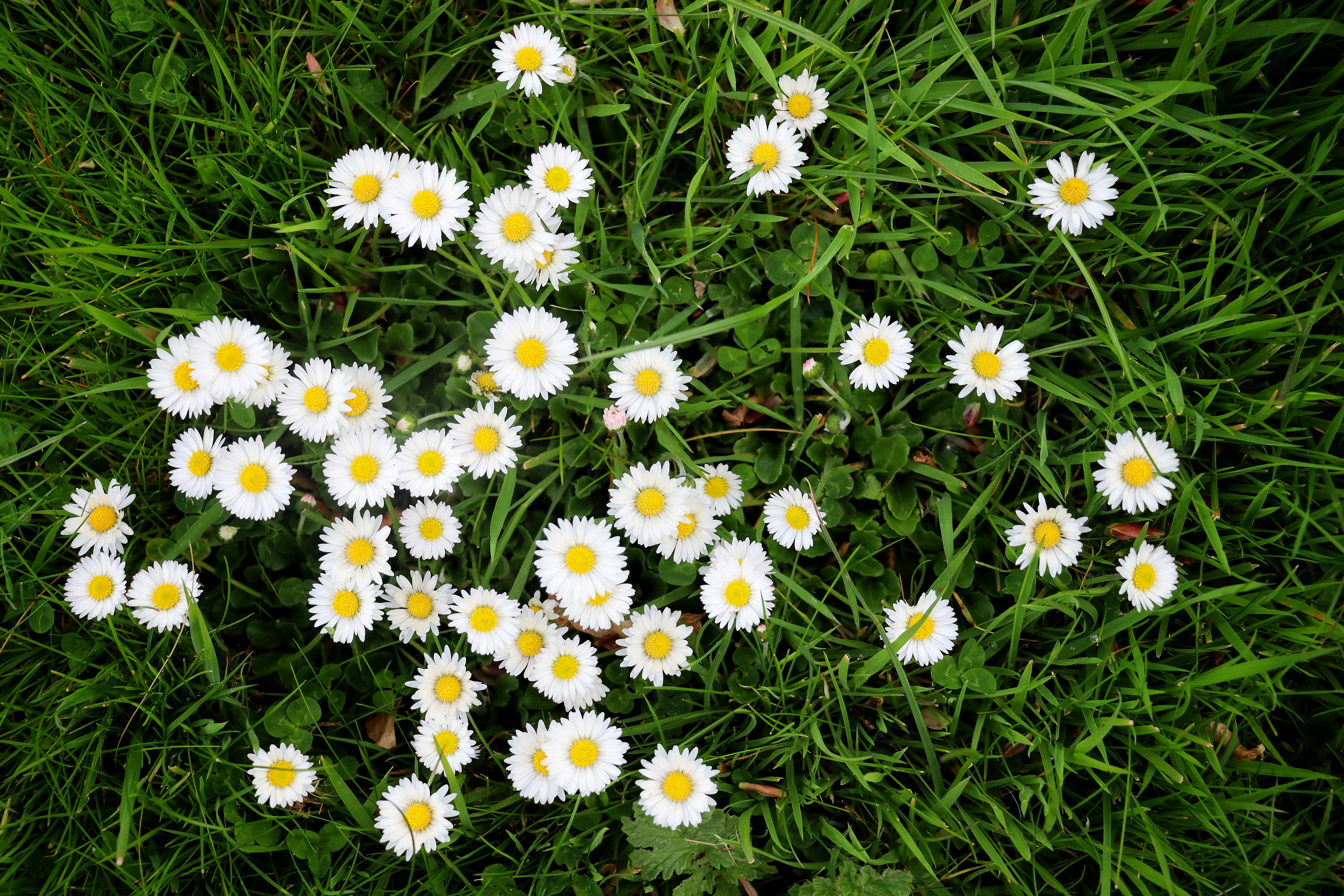 Daisy Bloom Mosaic in a Quiet Green Meadow