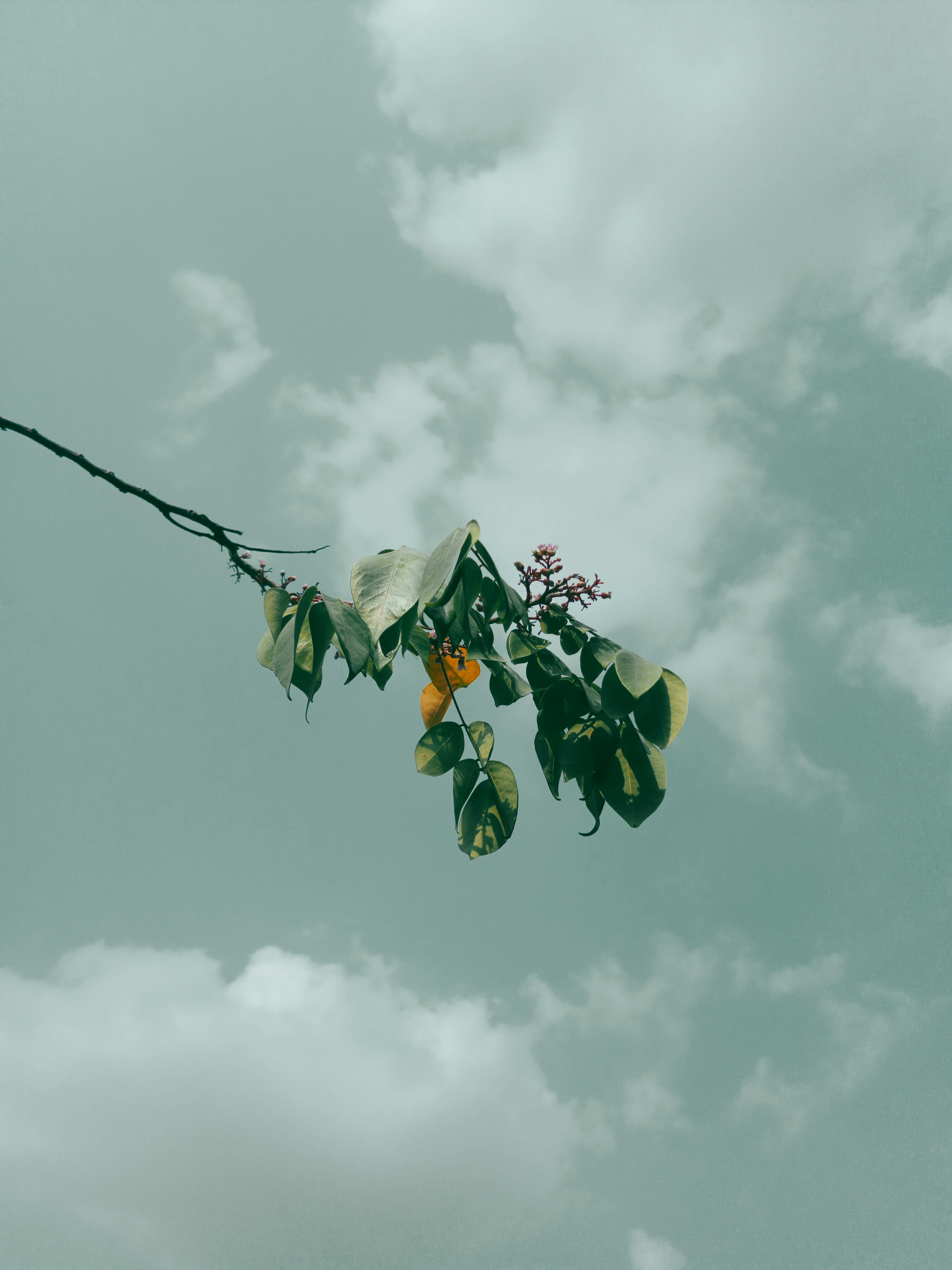 Whispers of Nature Beneath a Cloudy Canvas
