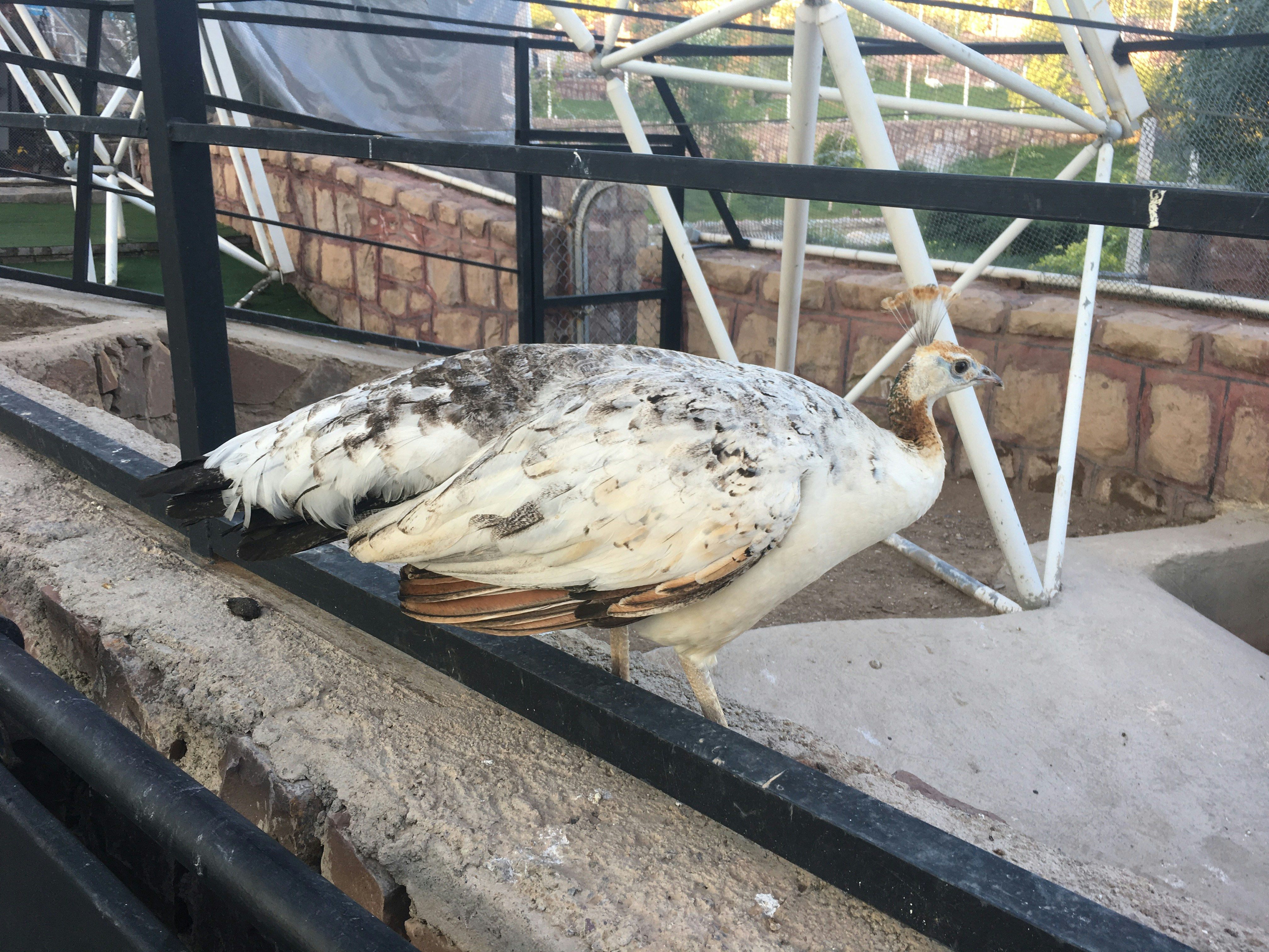 Edge of the Rail: A Goose with Patched Plumage