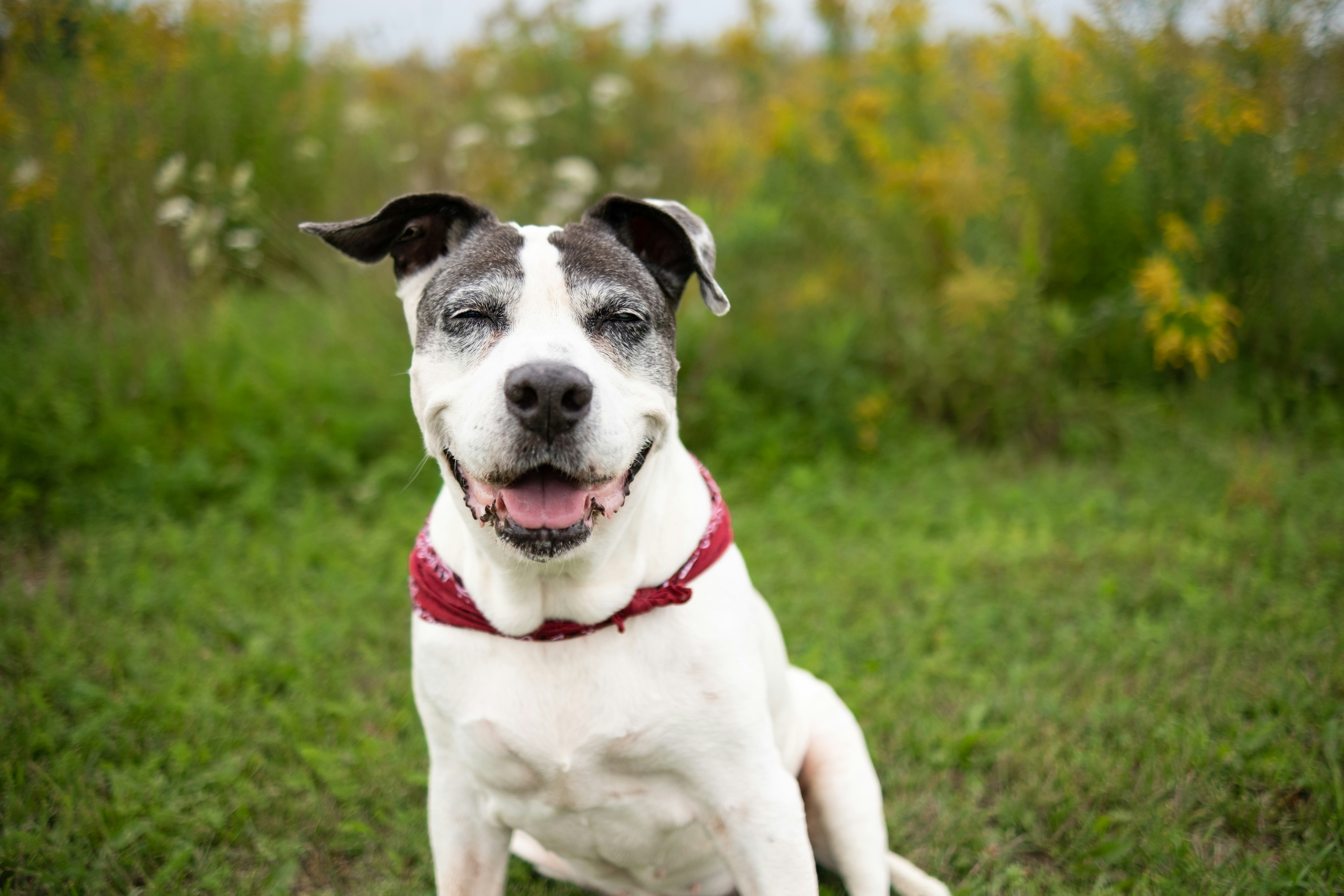 A cheerful dog with a bandana sits in a lush green field, surrounded by vibrant wildflowers. Its joyful expression radiates warmth.