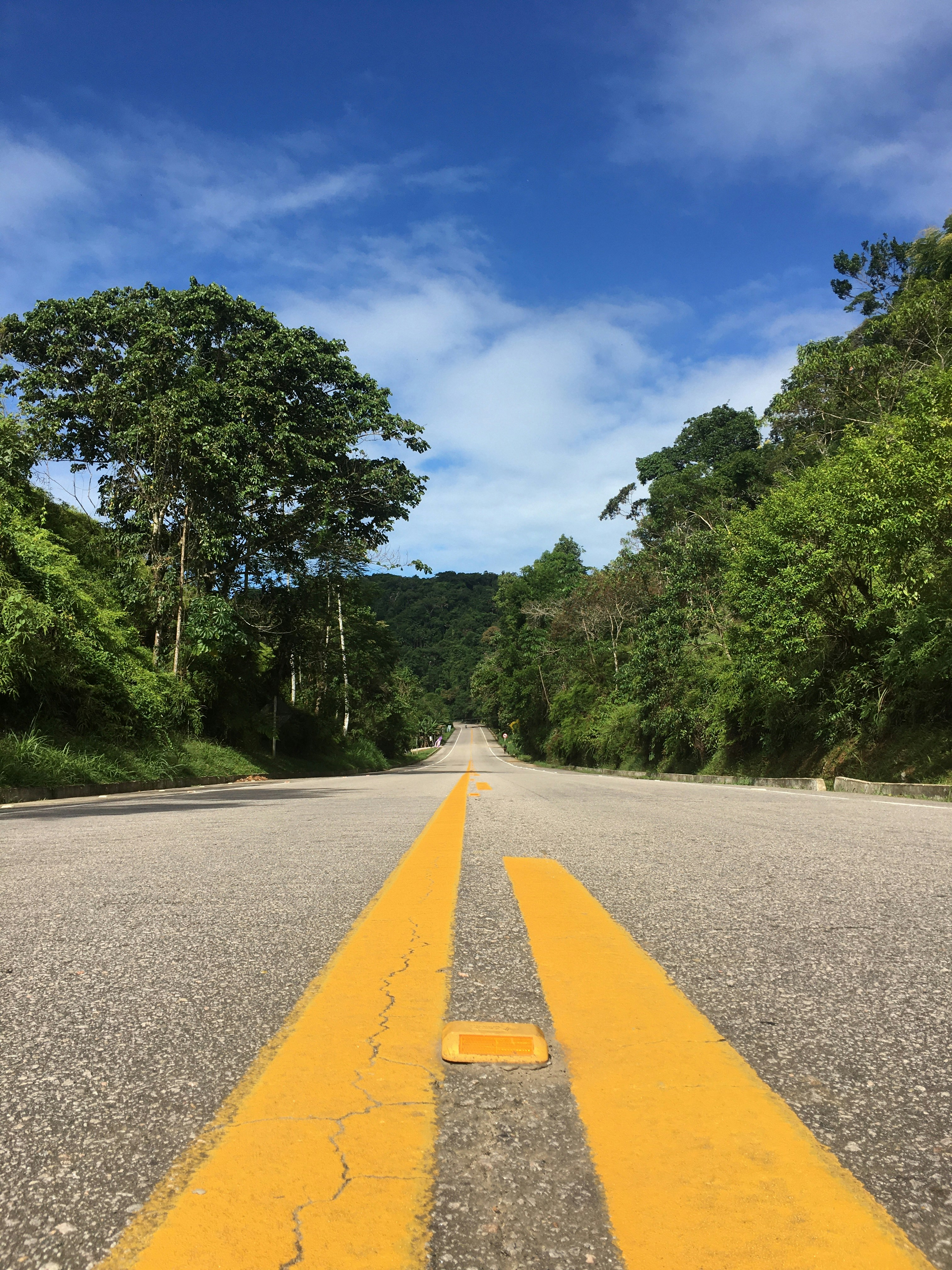 The Endless Yellow Line: Road into a Green Horizon