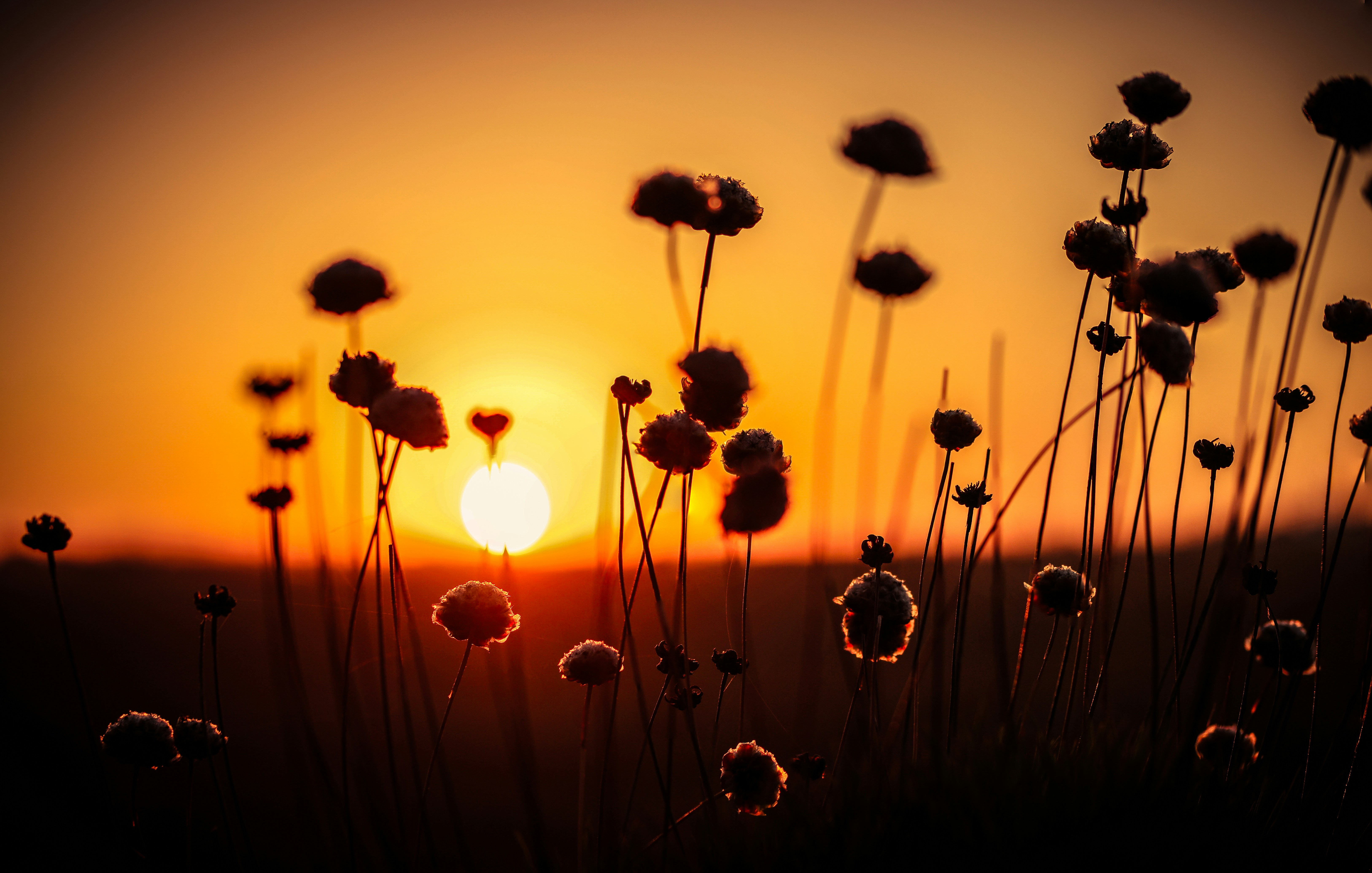 Silhouetted wildflowers against a vibrant sunrise sky.