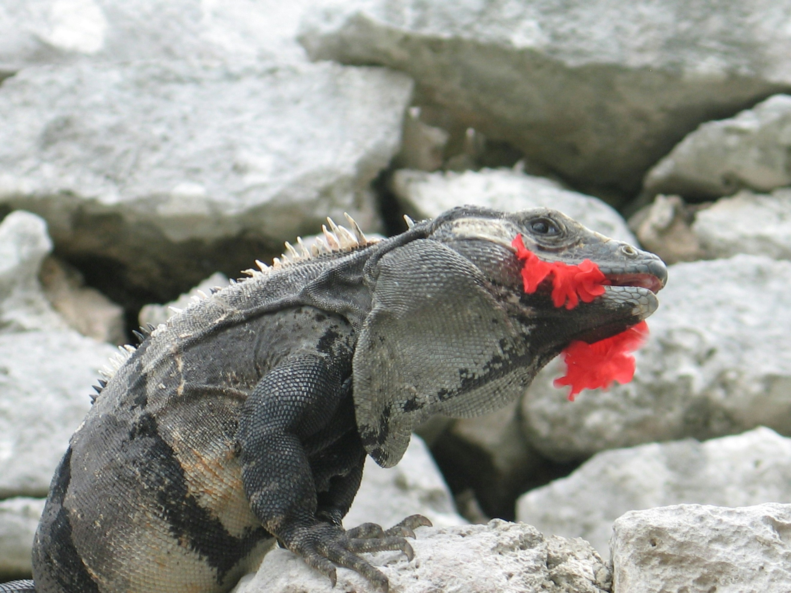 Red-crested Lizard on Rough Granite