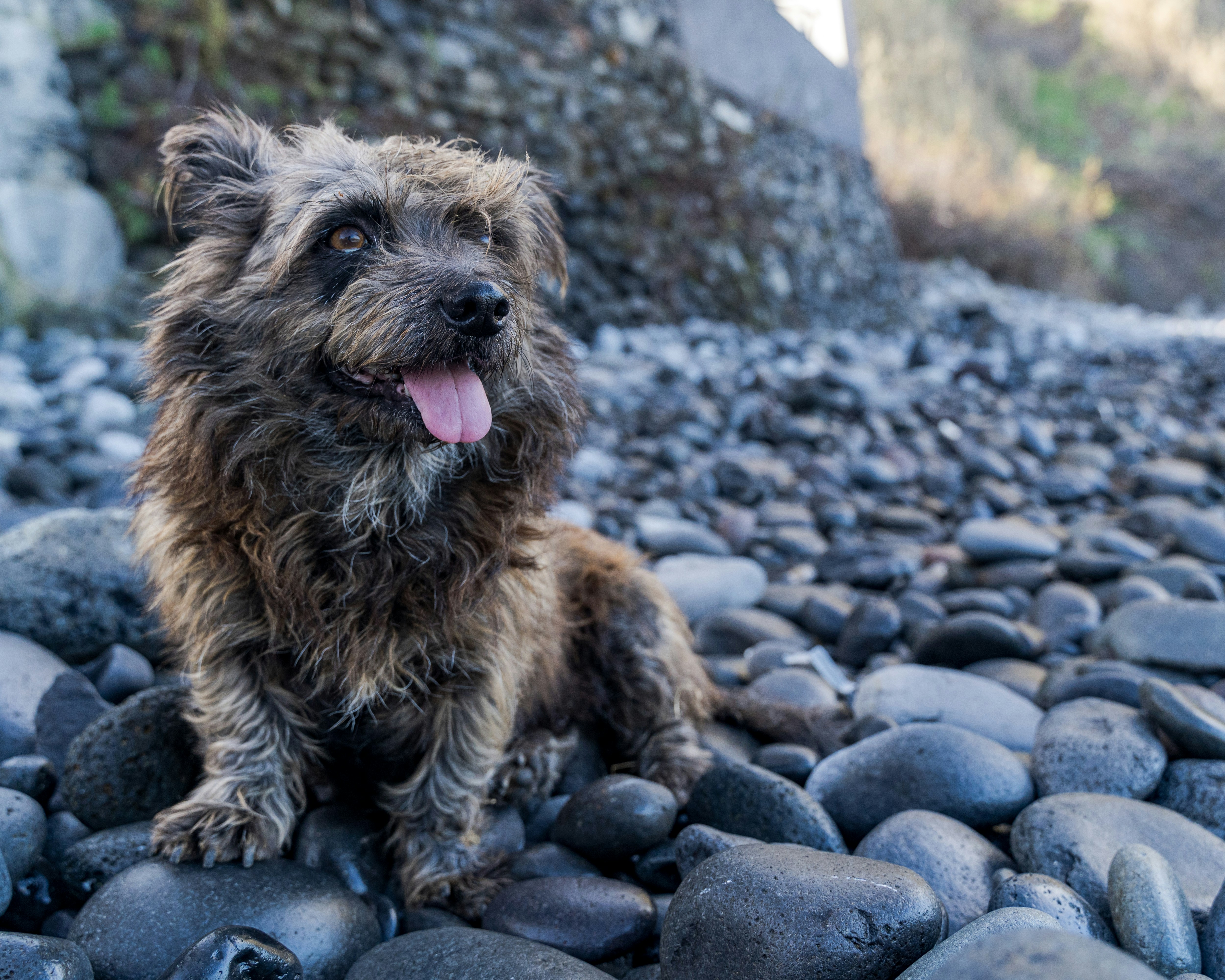 A scruffy dog sits on a bed of smooth black pebbles, tongue out, enjoying the coastal scenery.