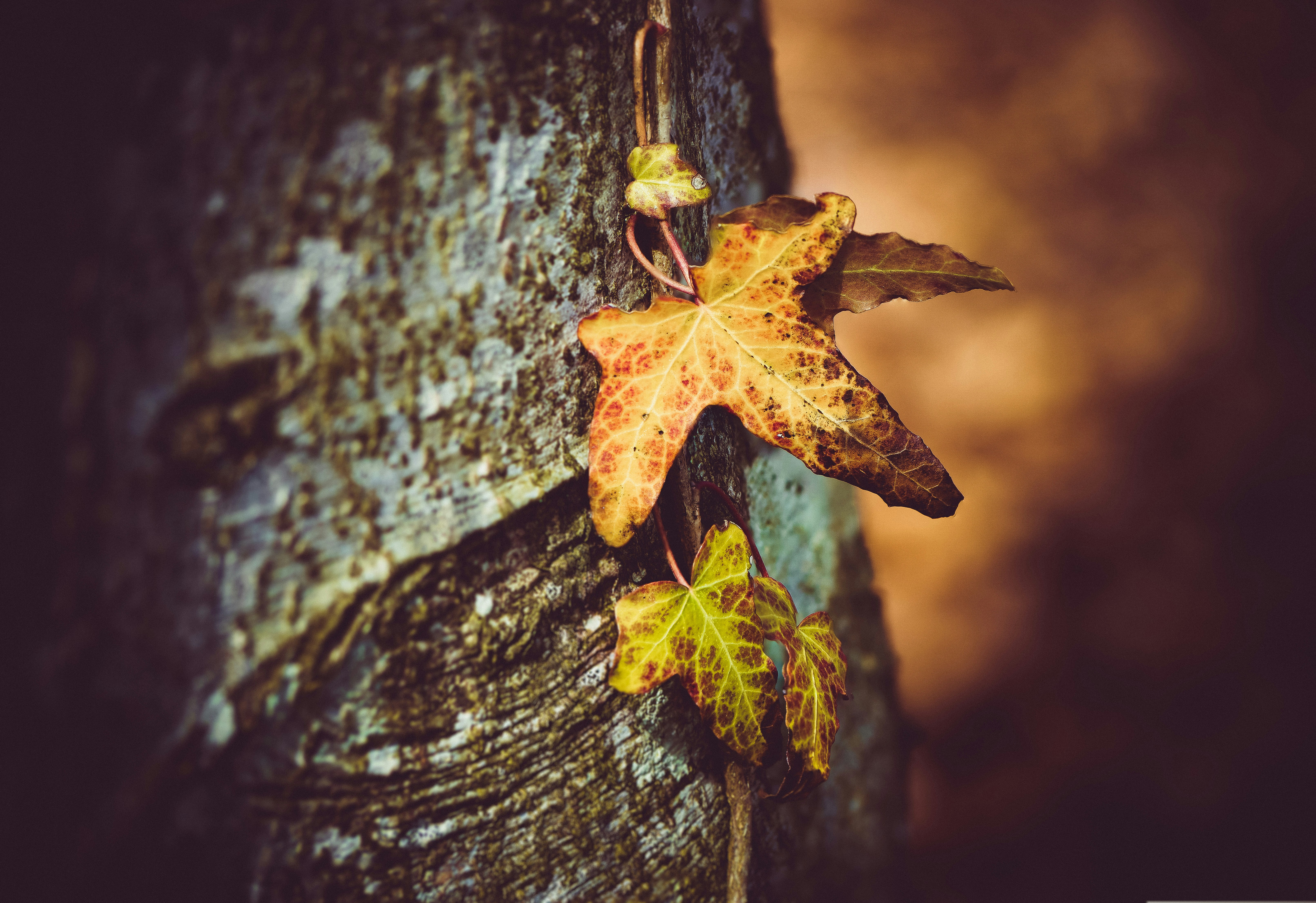 Ember Leaves on a Weathered Trunk