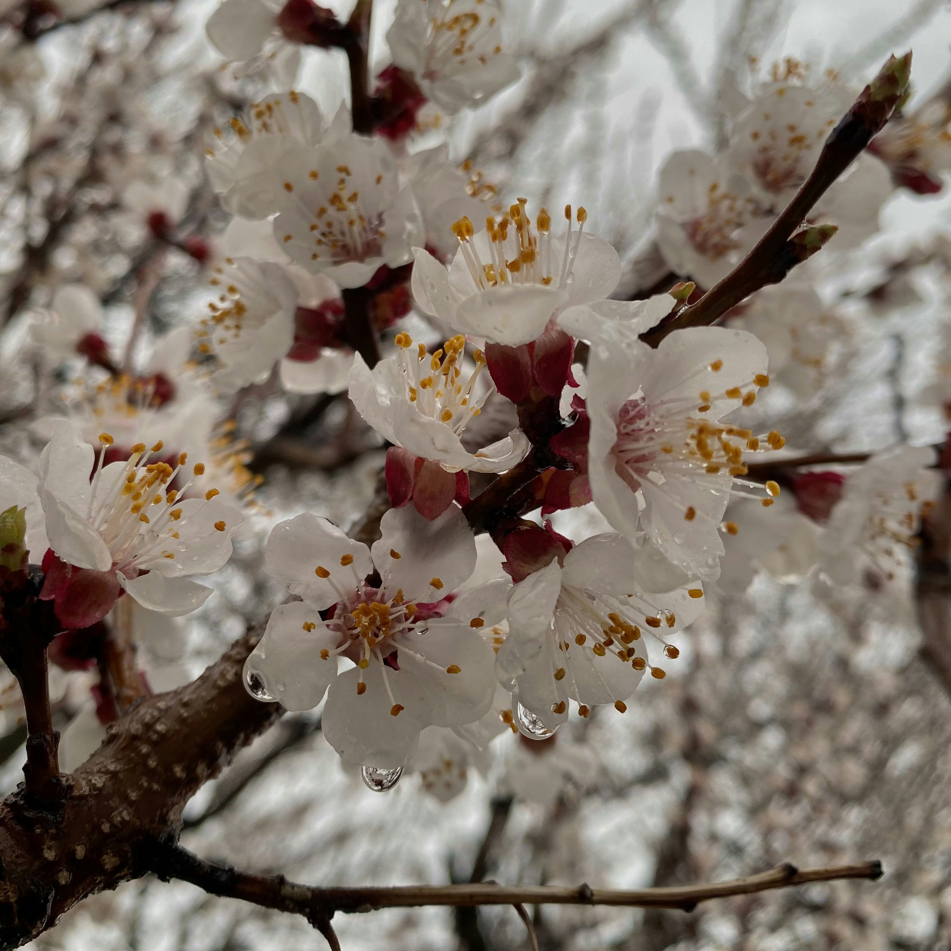 Dewlit Plum Blossoms: Close-Up of Winter's Quiet Bloom